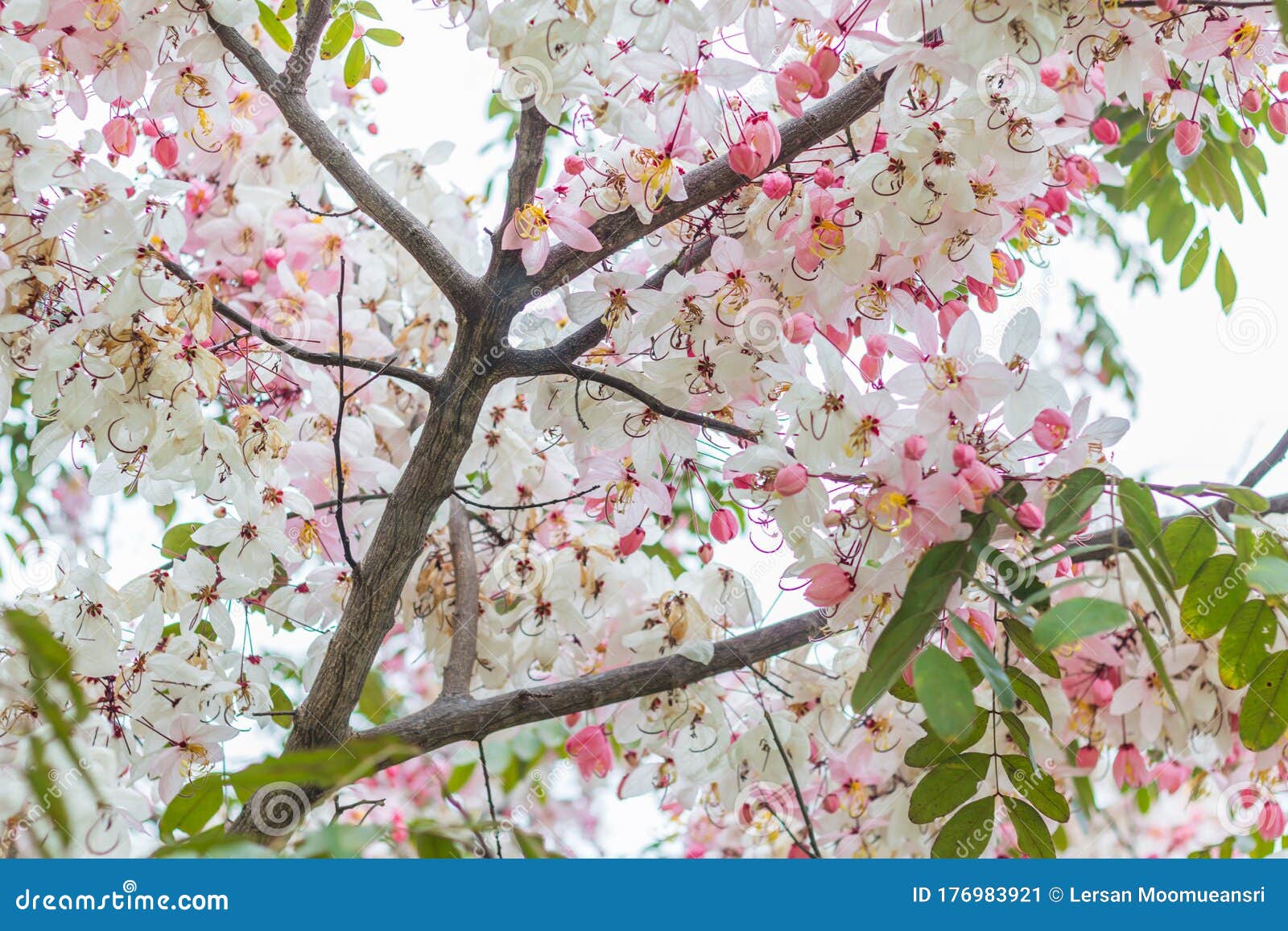 Beautiful White and Pink Flower on the Tree Stock Image - Image of ...