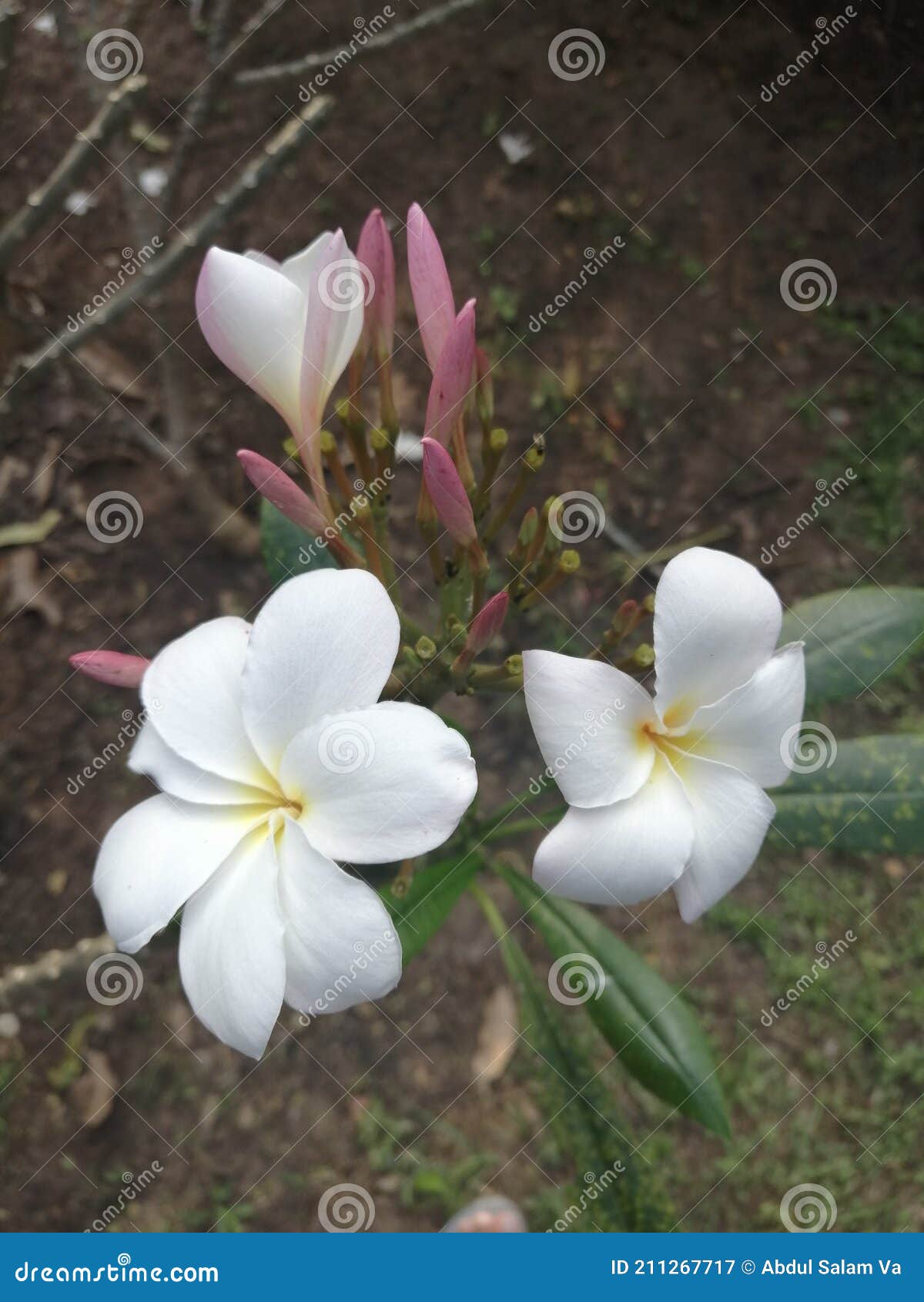 Beautiful white Plants stock image. Image of spring - 211267717