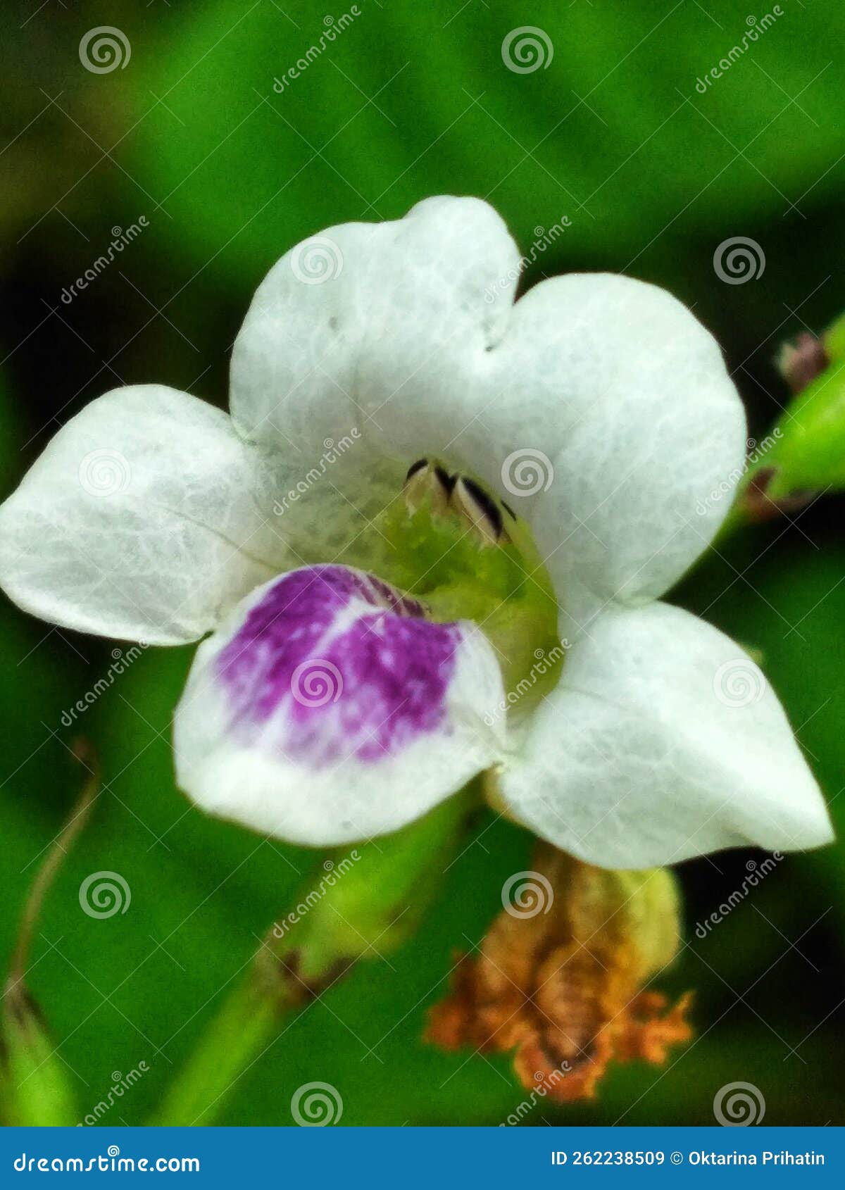 A Beautiful White Purple Folwer Stock Image - Image of green, blossom ...