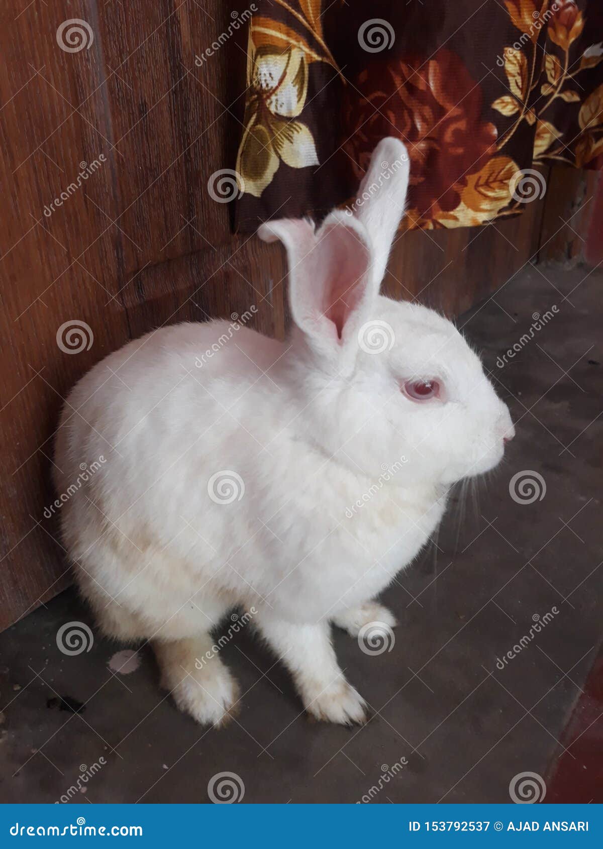 The beautiful white rabbit stock image. Image of rabbit - 153792537