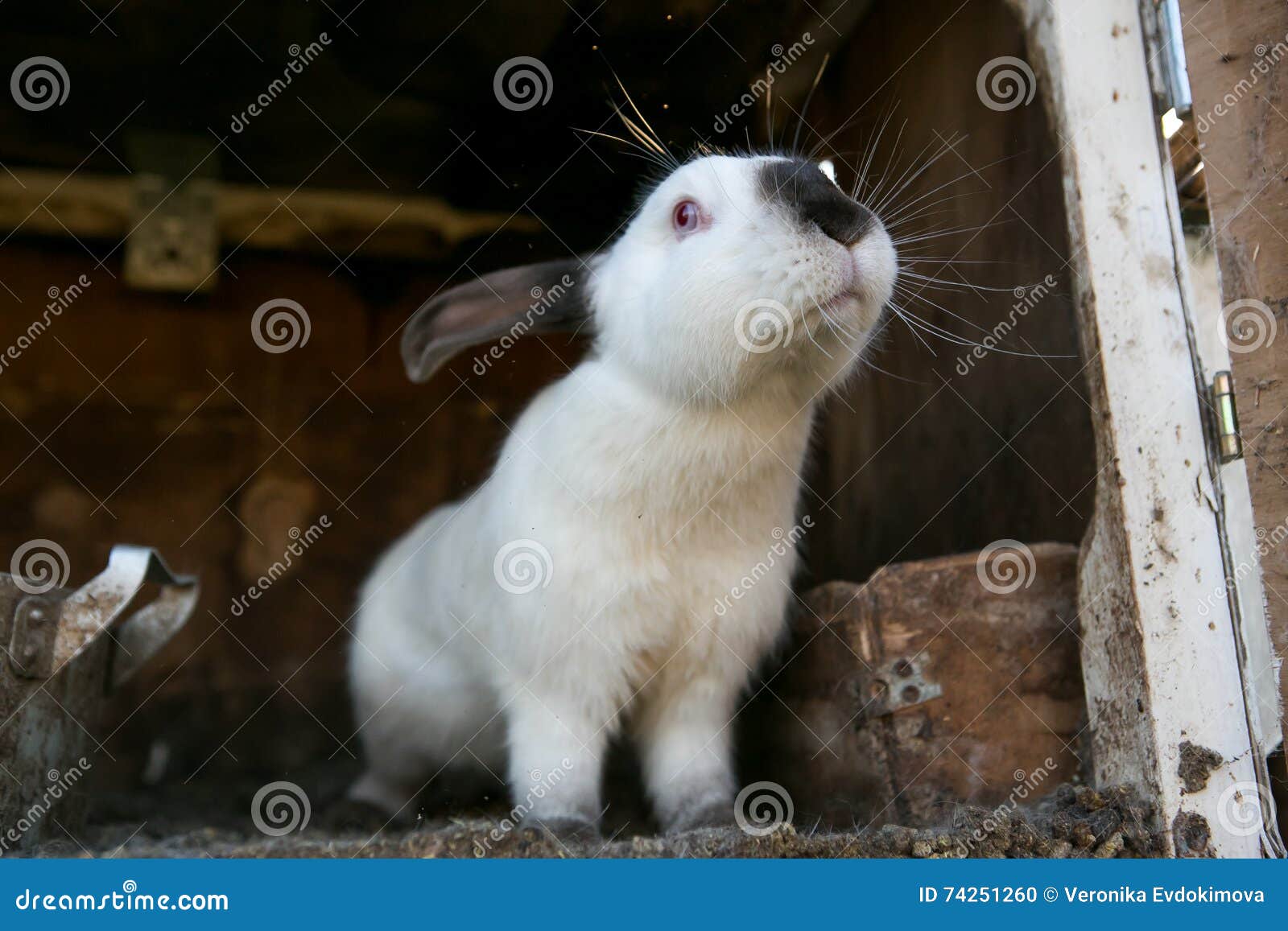 Beautiful white rabbit stock photo. Image of agriculture - 74251260