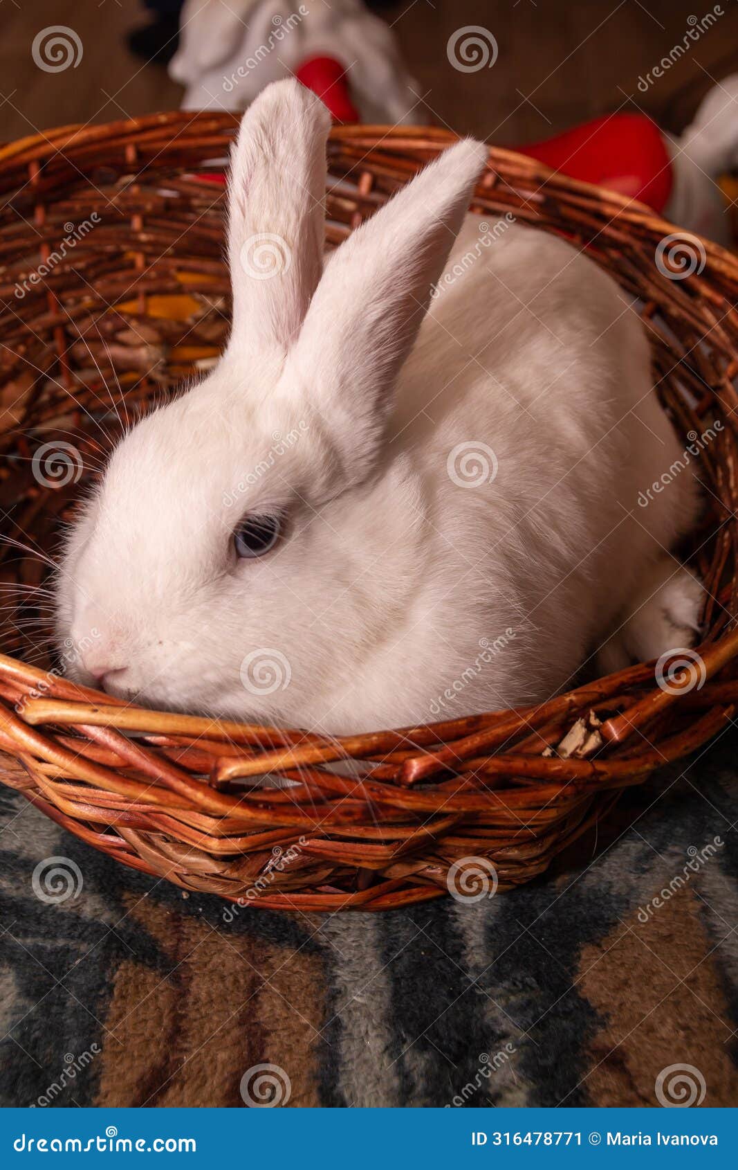 A Beautiful White Rabbit is Sitting in a Basket. Stock Image - Image of ...