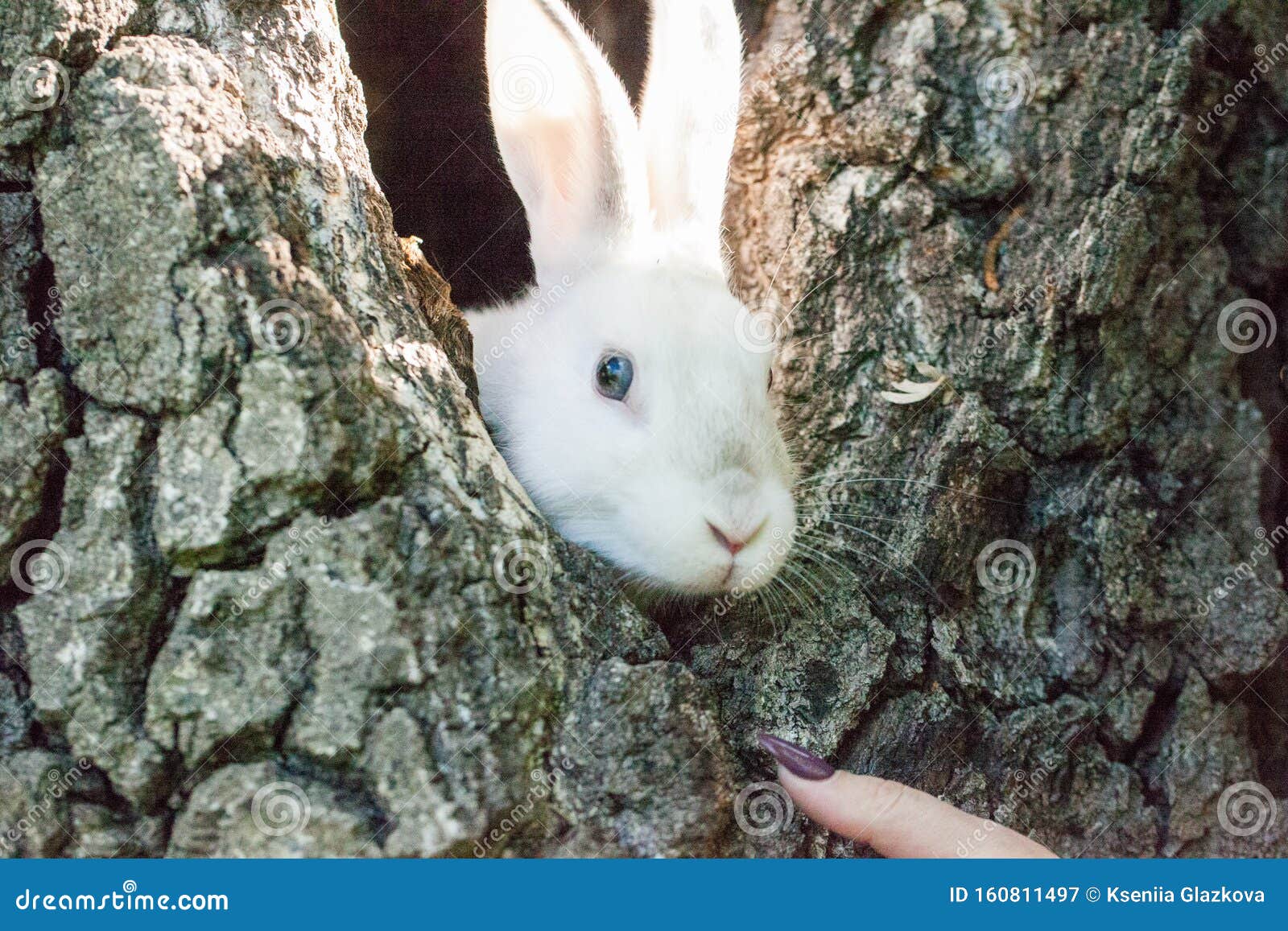 A Beautiful White Rabbit is Sitting on a Tree. Stock Image - Image of ...