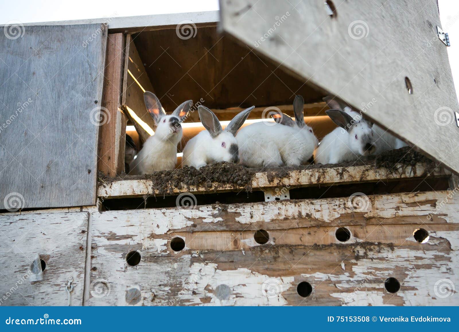 Beautiful white rabbits stock photo. Image of farm, mammal - 75153508