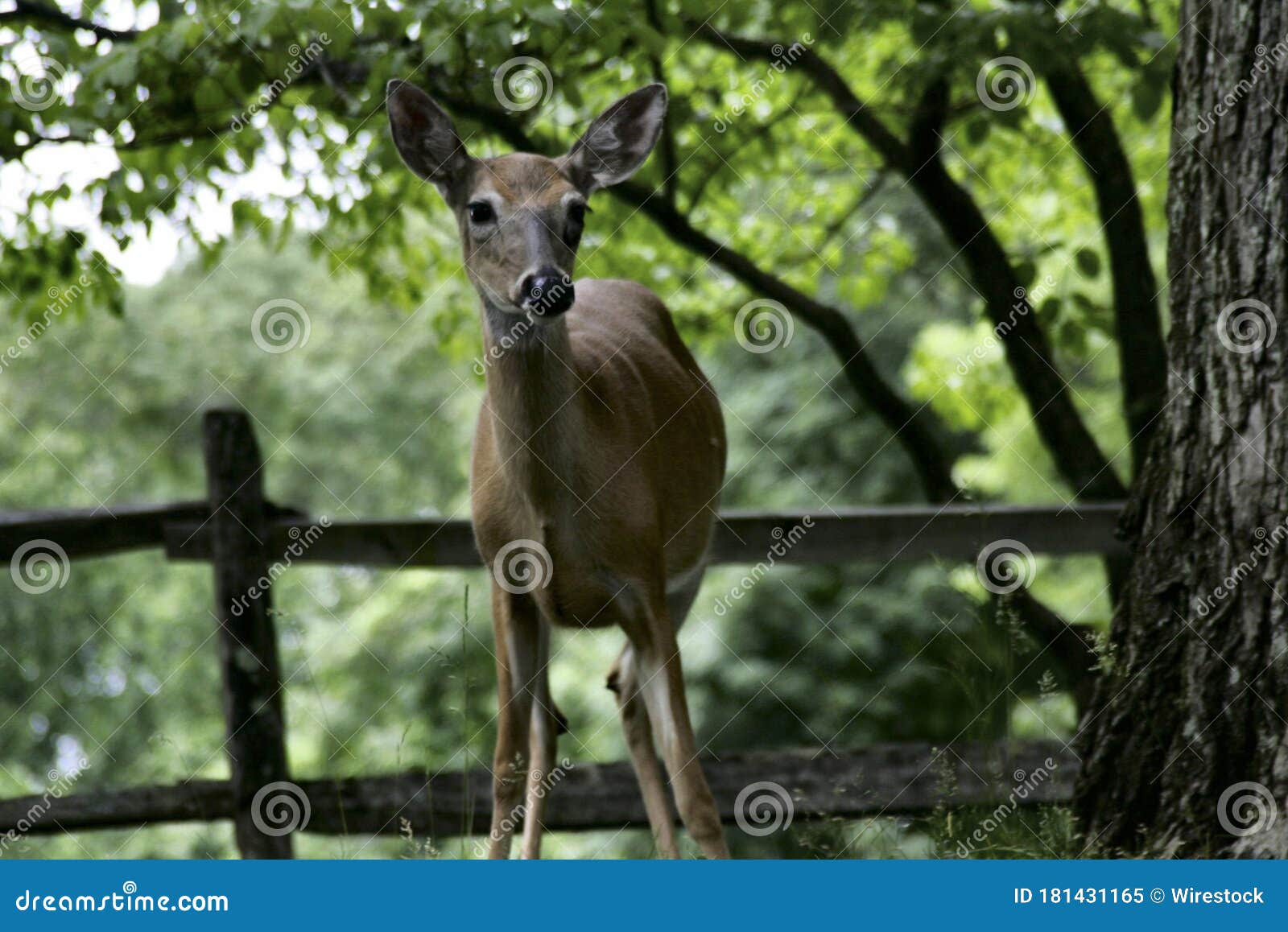 Beautiful White Rail Deer in the Middle of the Jungle Captured in ...