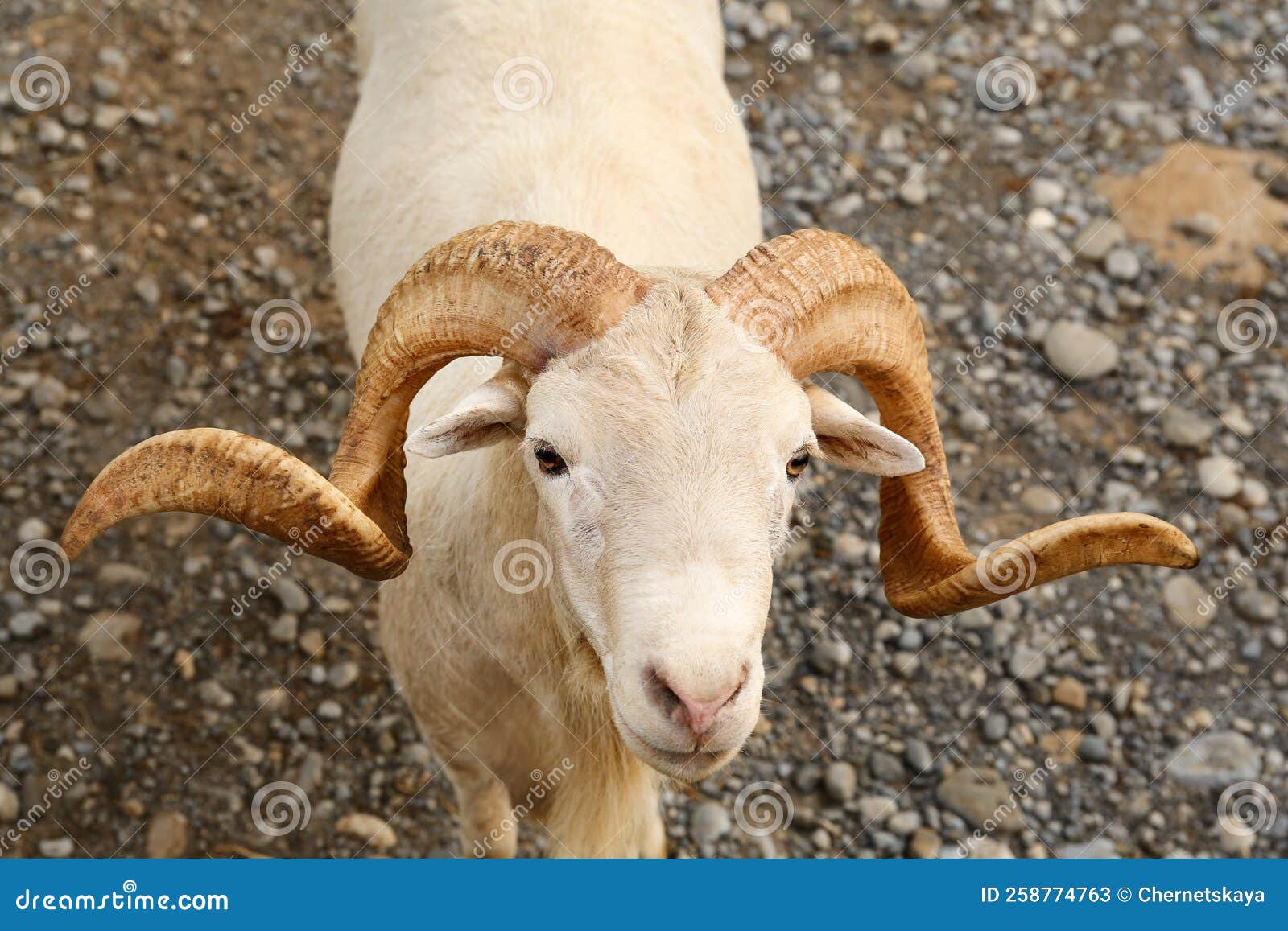 Beautiful White Ram in Safari Park on Summer Day Stock Image - Image of ...