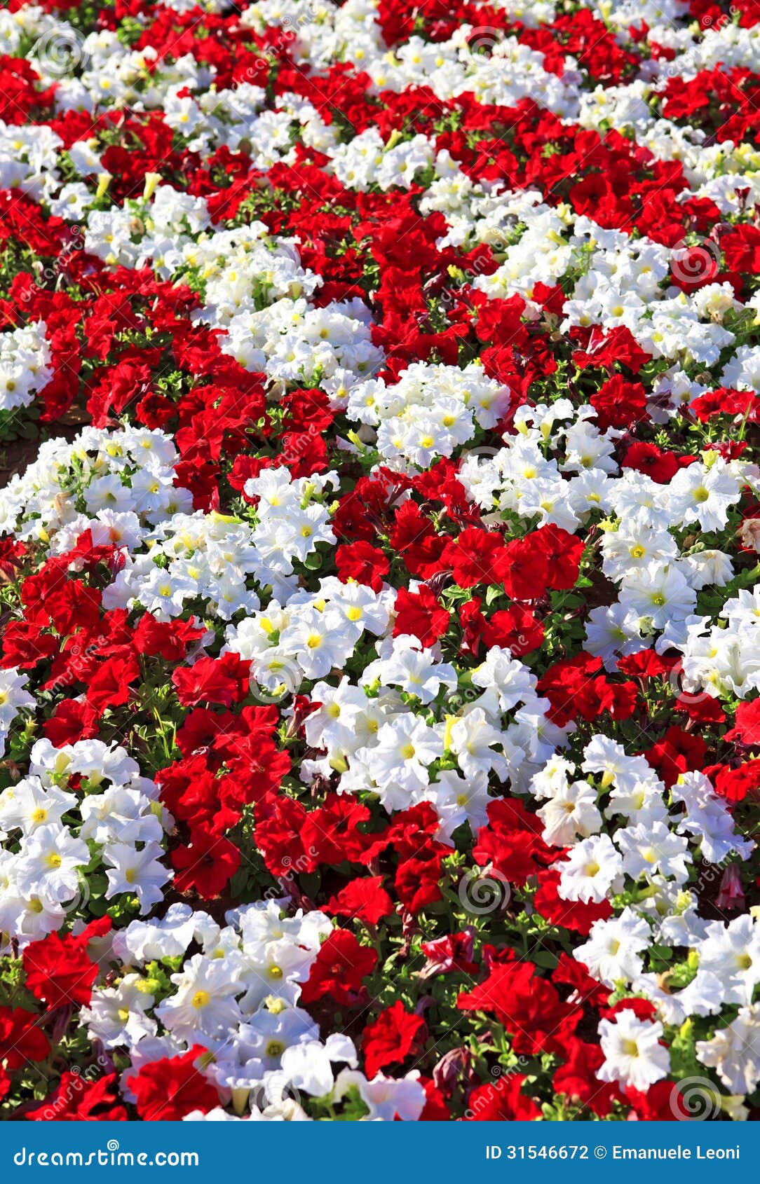 Beautiful White and Red Petunias Arranged in Rows Stock Photo - Image ...