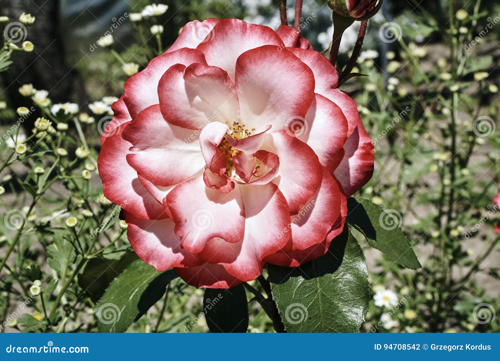 Beautiful, White-red Rose Flower Stock Photo - Image of detail ...