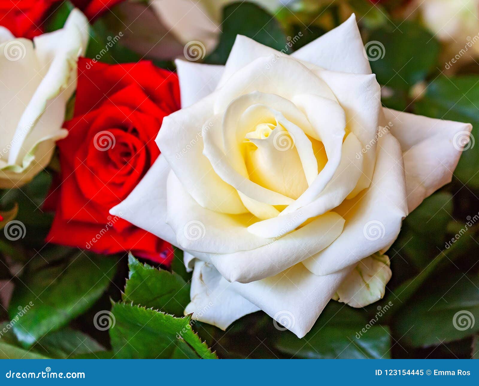 Beautiful White and Red Roses Stock Image - Image of white, beautiful ...