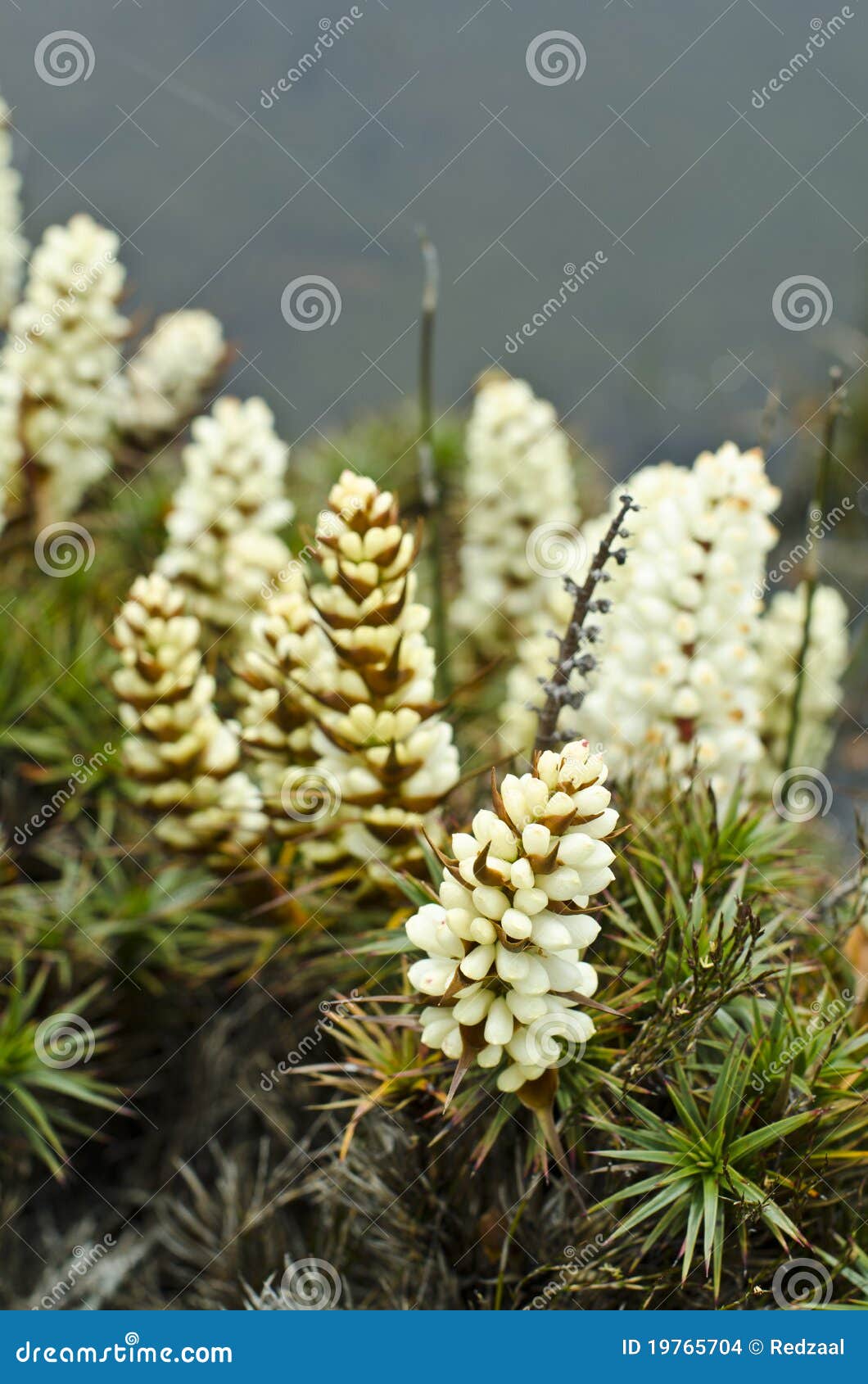 Beautiful White Richea in Walls of Jerusalem NP Stock Photo - Image of ...