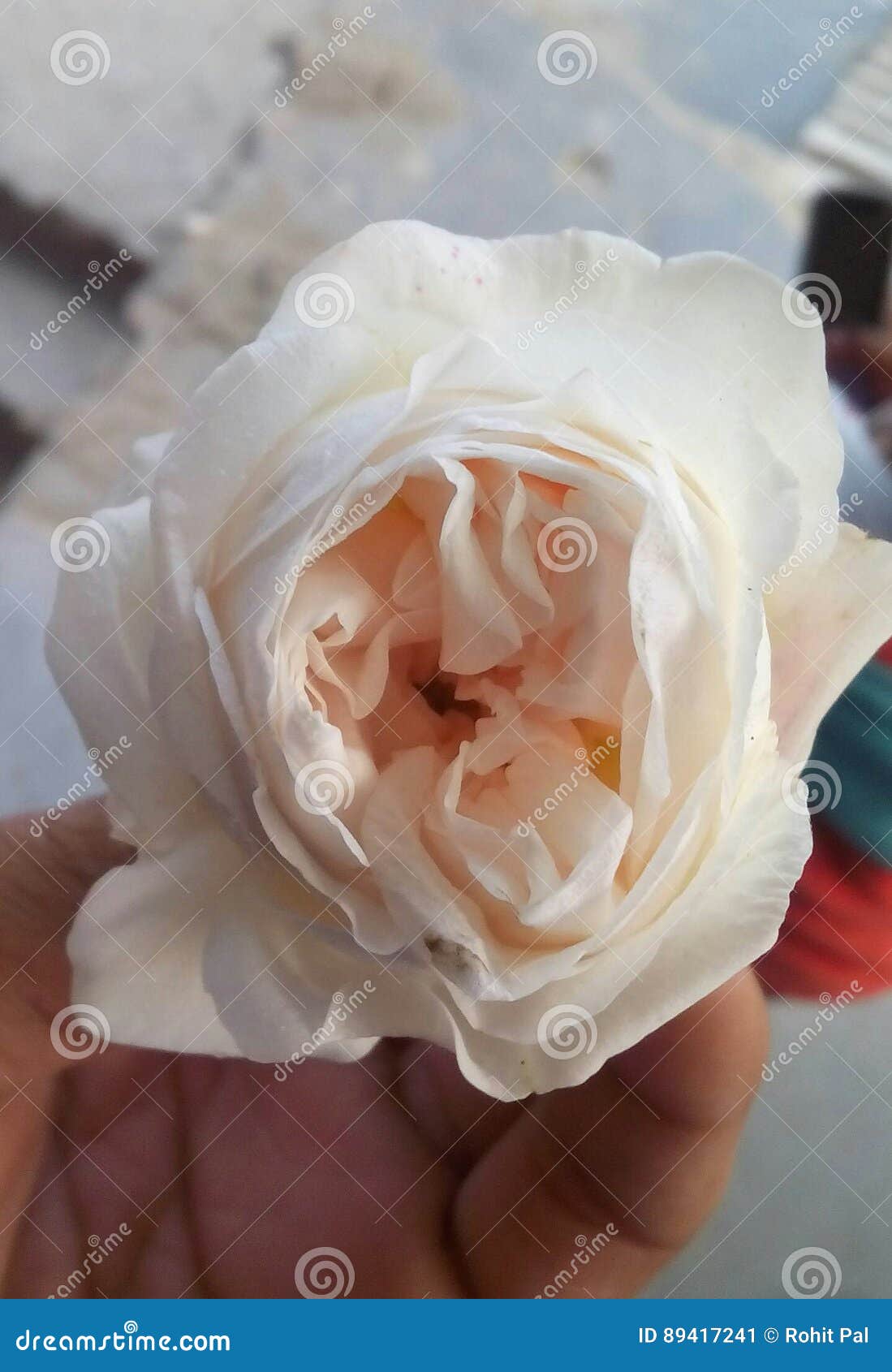 A Beautiful White Roj only for Girlfriend Stock Image - Image of nice ...