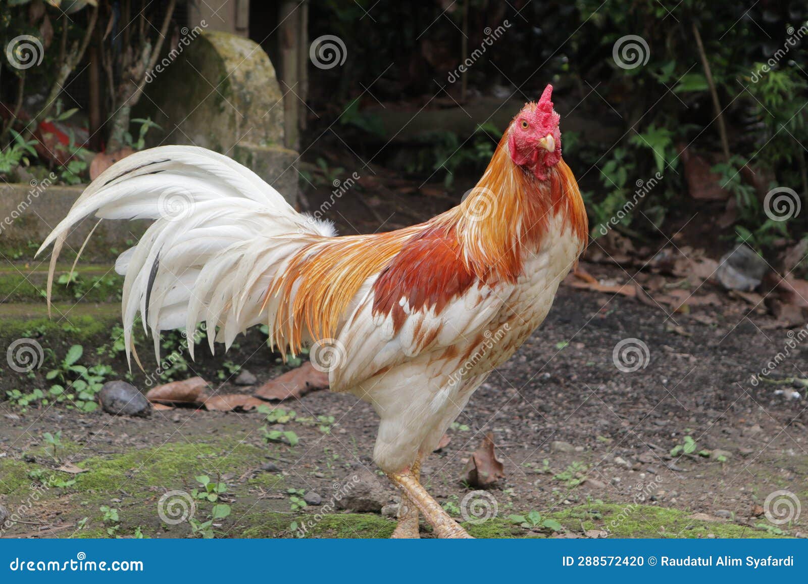 A Beautiful White Rooster Standing on the Ground, Cool Man Concept ...