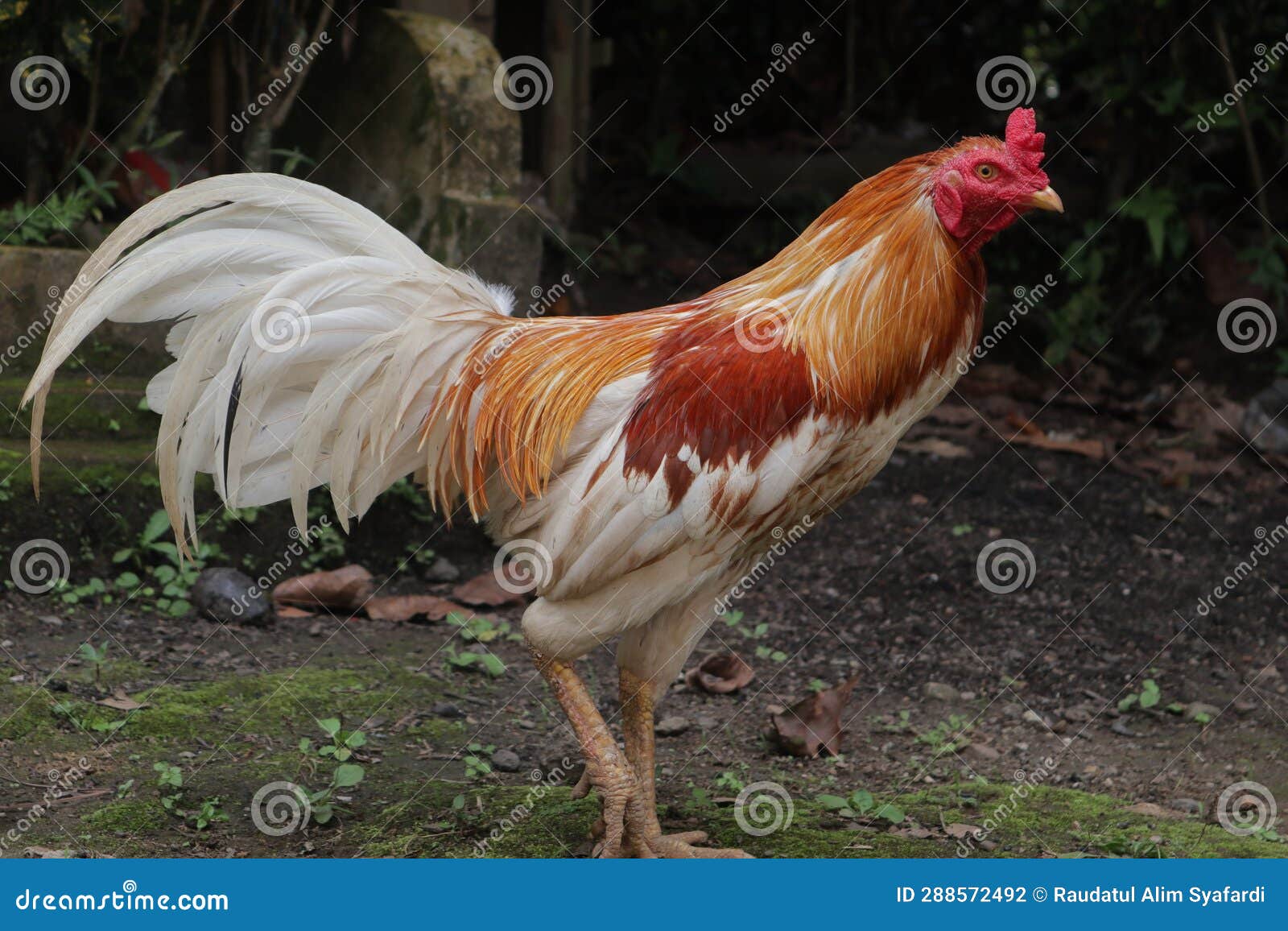 A Beautiful White Rooster Standing on the Ground, Cool Man Concept ...