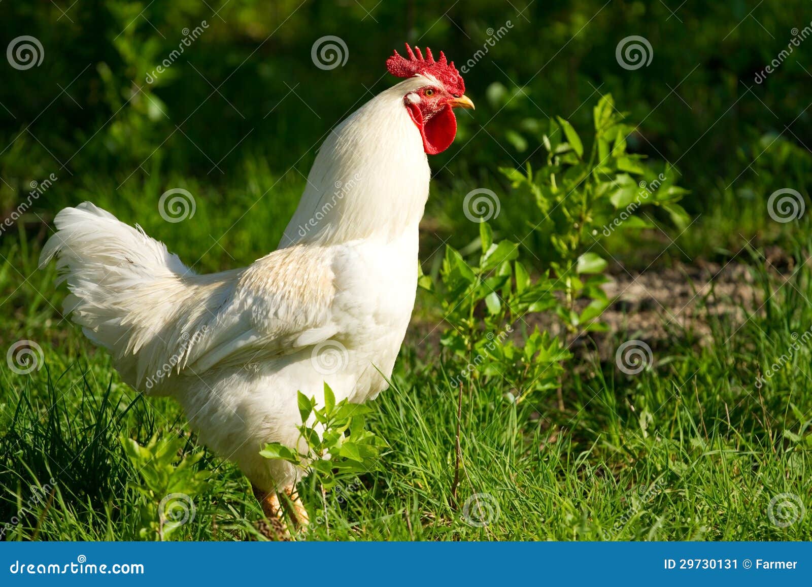 Beautiful white roosters stock image. Image of rooster - 29730131