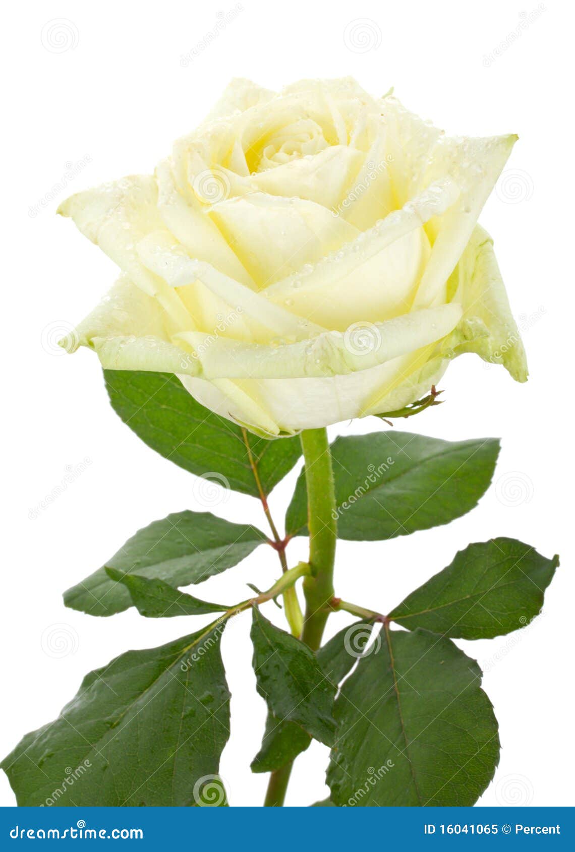 Beautiful white rose stock image. Image of nature, bloom - 16041065