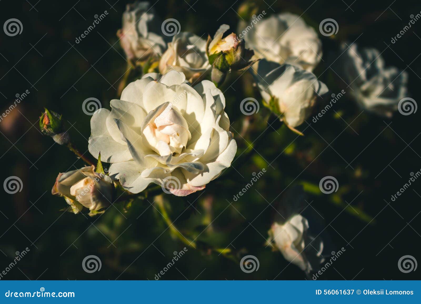 Beautiful white rose bud stock image. Image of unusually - 56061637