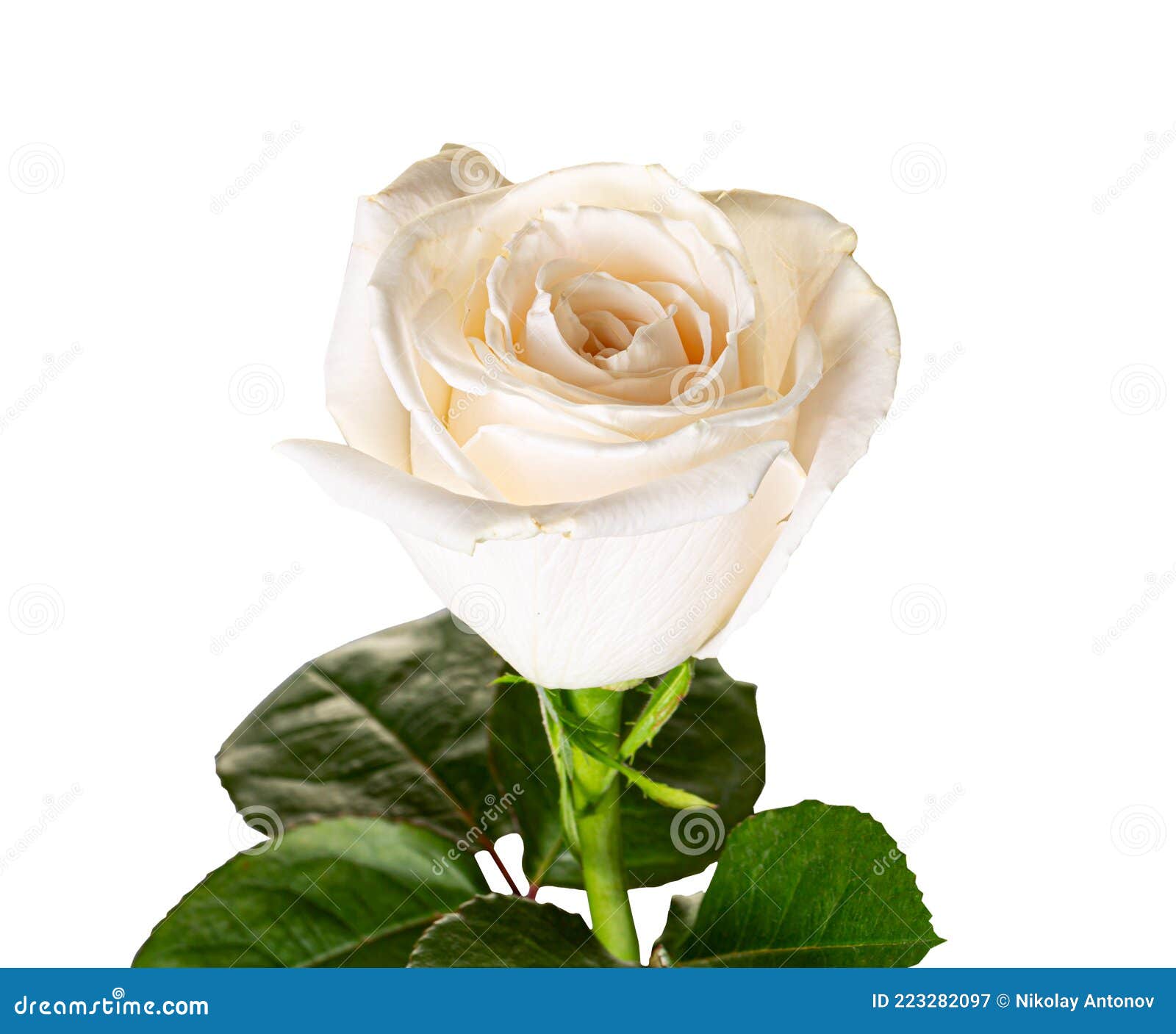 Beautiful White Rose Bud Isolated on White Background Stock Image ...