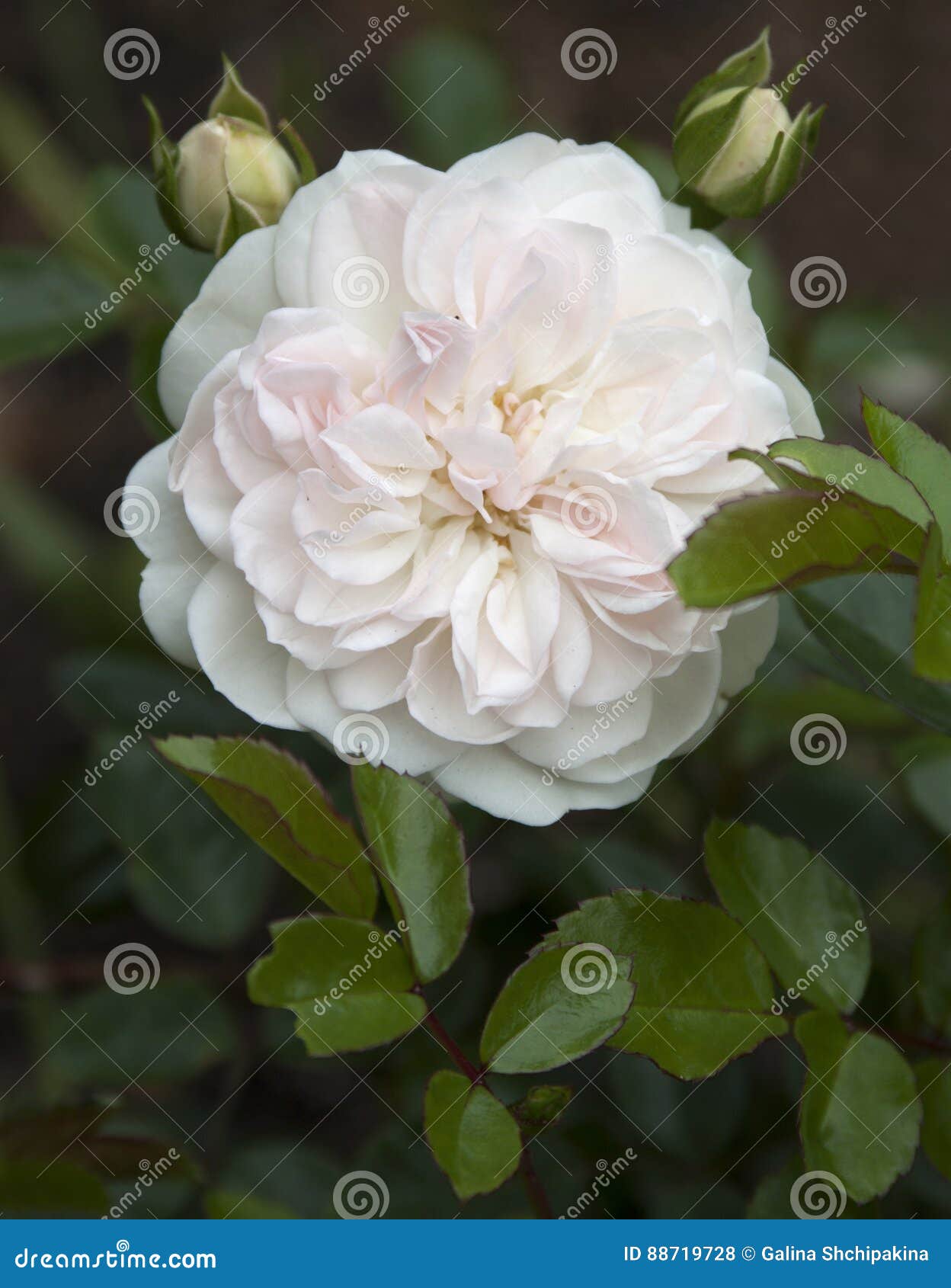 Beautiful white rose stock photo. Image of nature, gift - 88719728