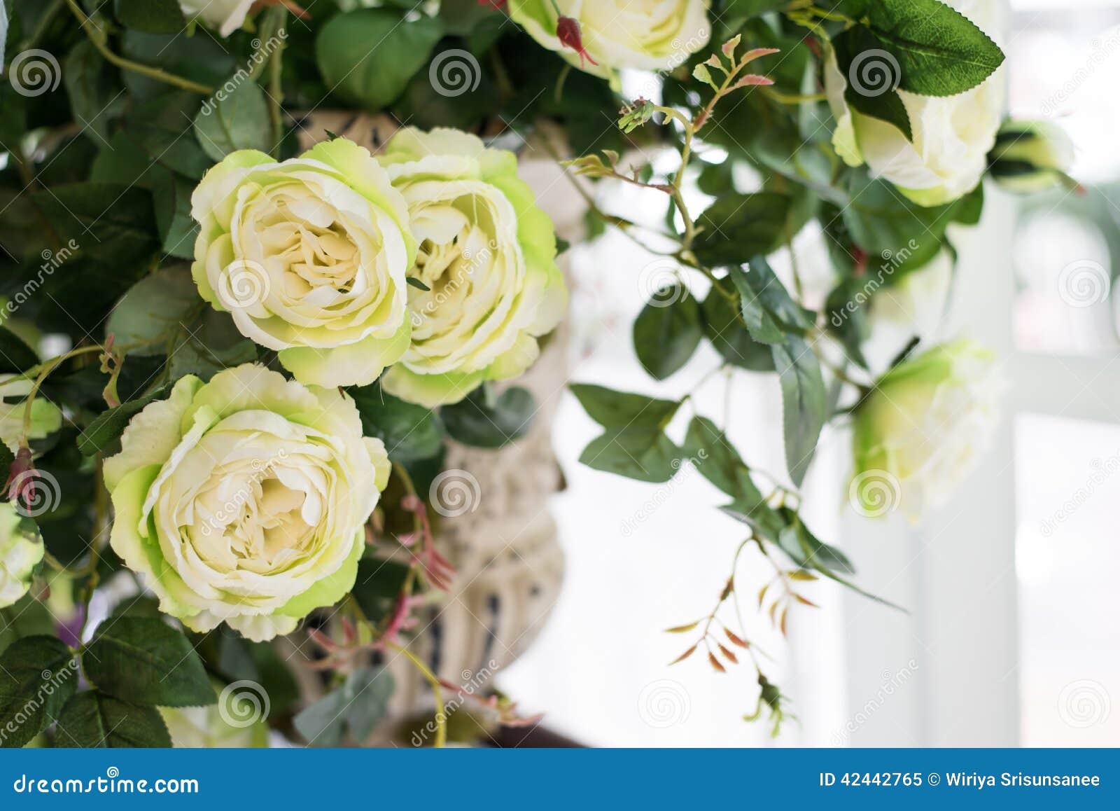 Beautiful white rose stock image. Image of cream, gift - 42442765