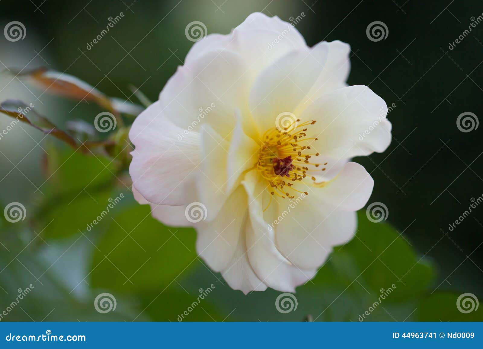 Beautiful White Rose Flower on Black Background Stock Image - Image of ...