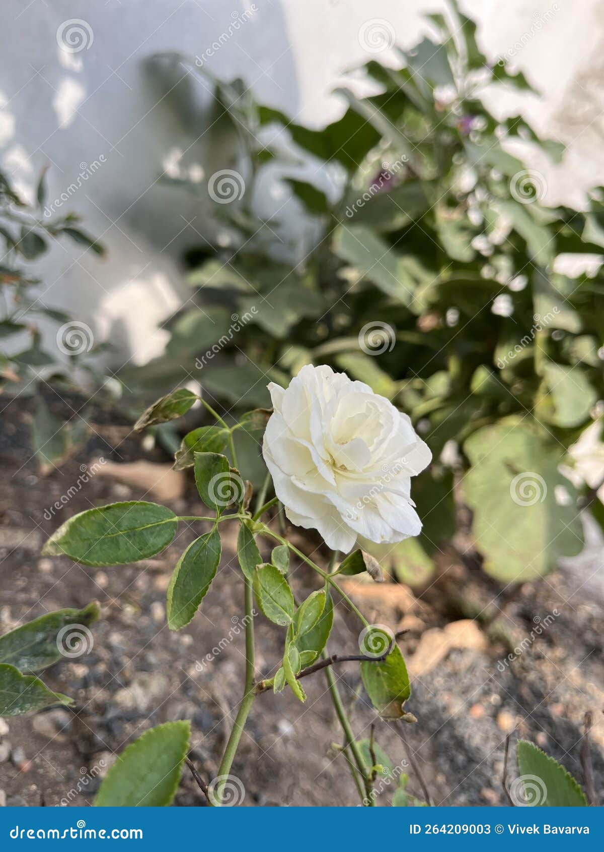 The Beautiful White Rose Flower in the Garden Stock Image - Image of ...