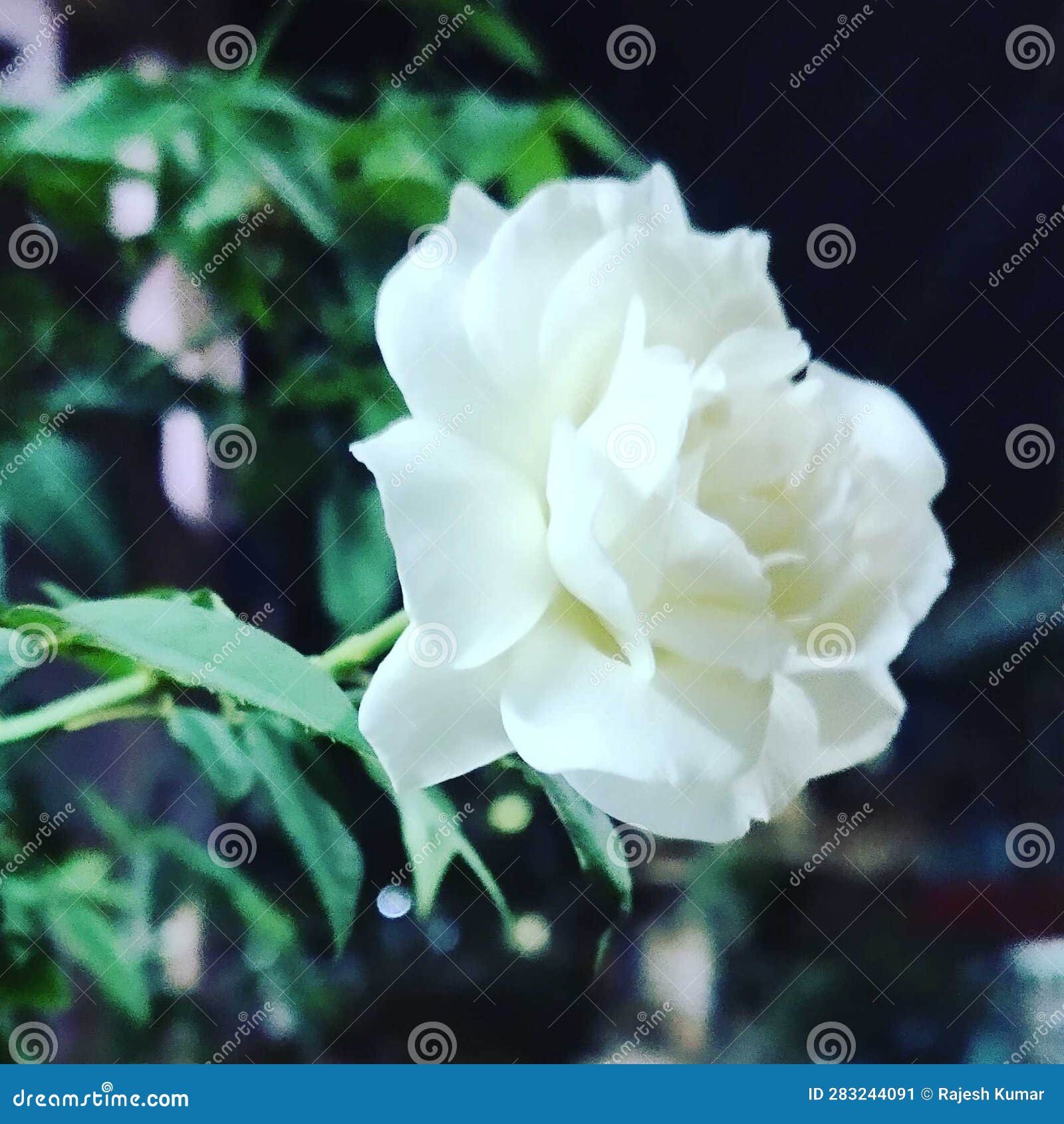Beautiful White Rose Flower Image for Backgrounds Stock Image - Image ...