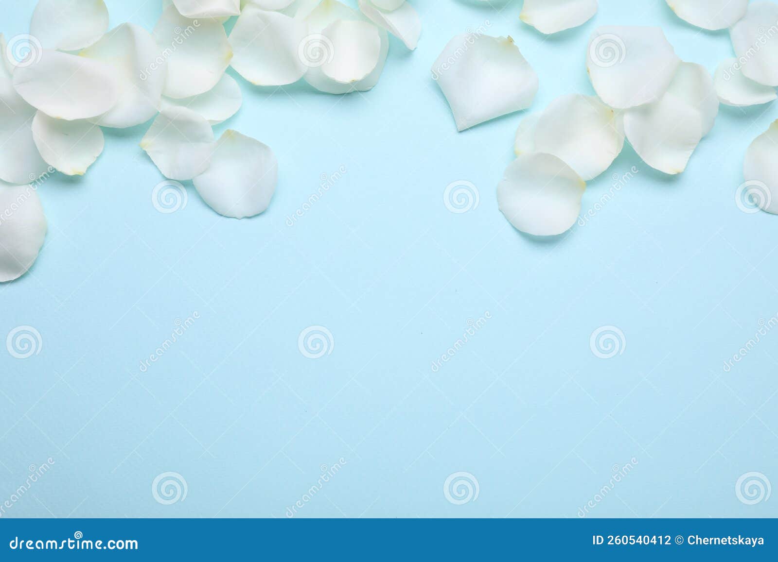 Beautiful White Rose Flower Petals on Light Blue Background, Flat Lay ...