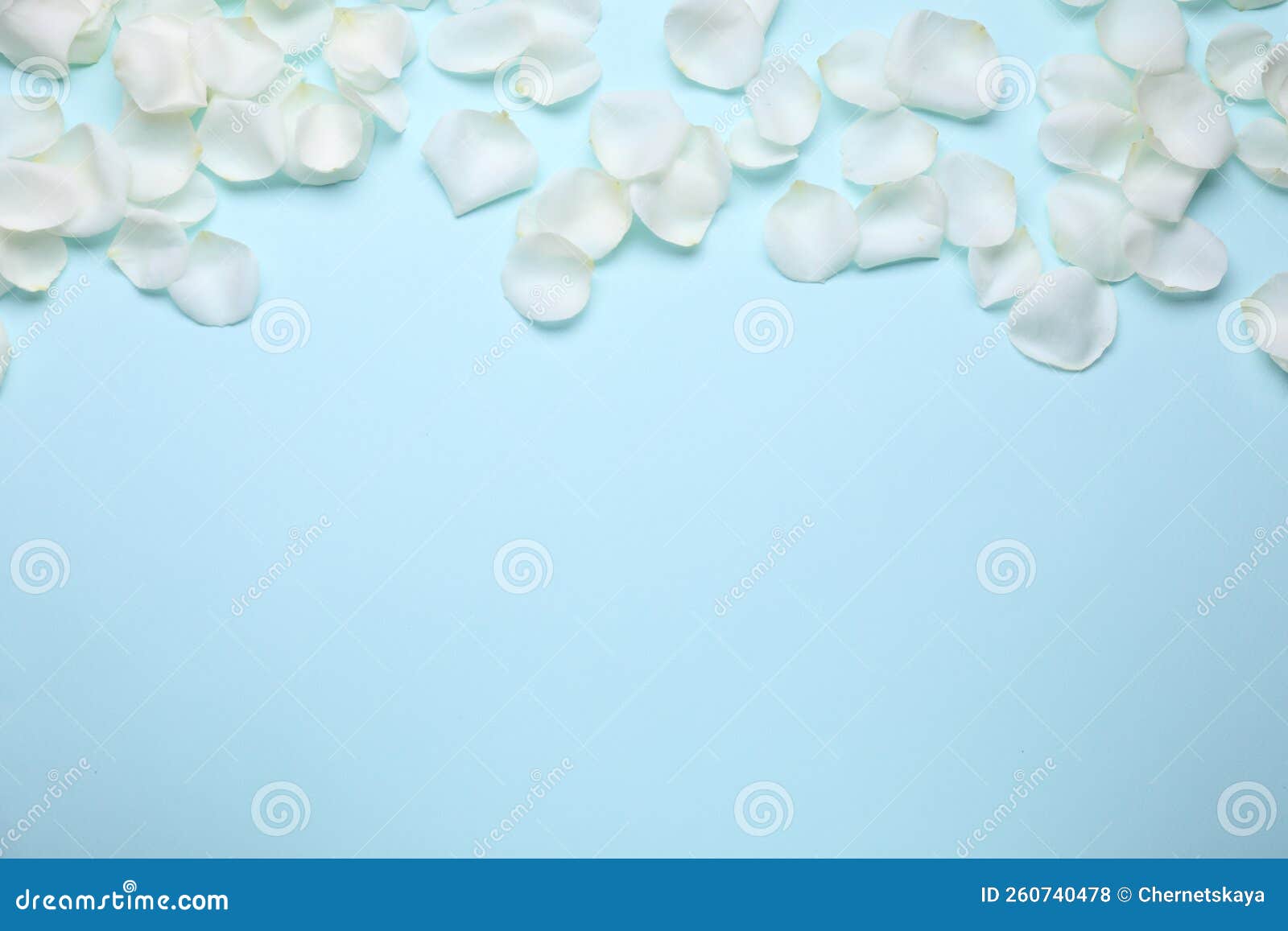 Beautiful White Rose Flower Petals on Light Blue Background, Flat Lay ...
