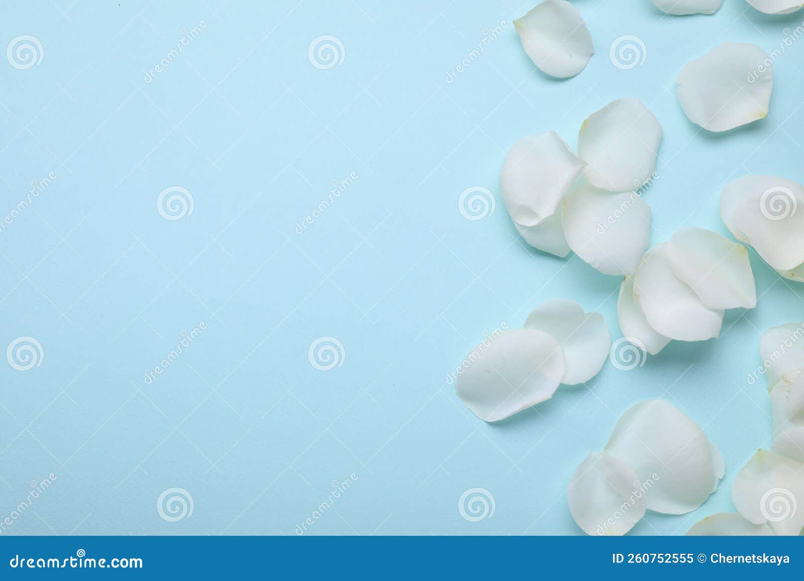 Beautiful White Rose Flower Petals on Light Blue Background, Flat Lay ...