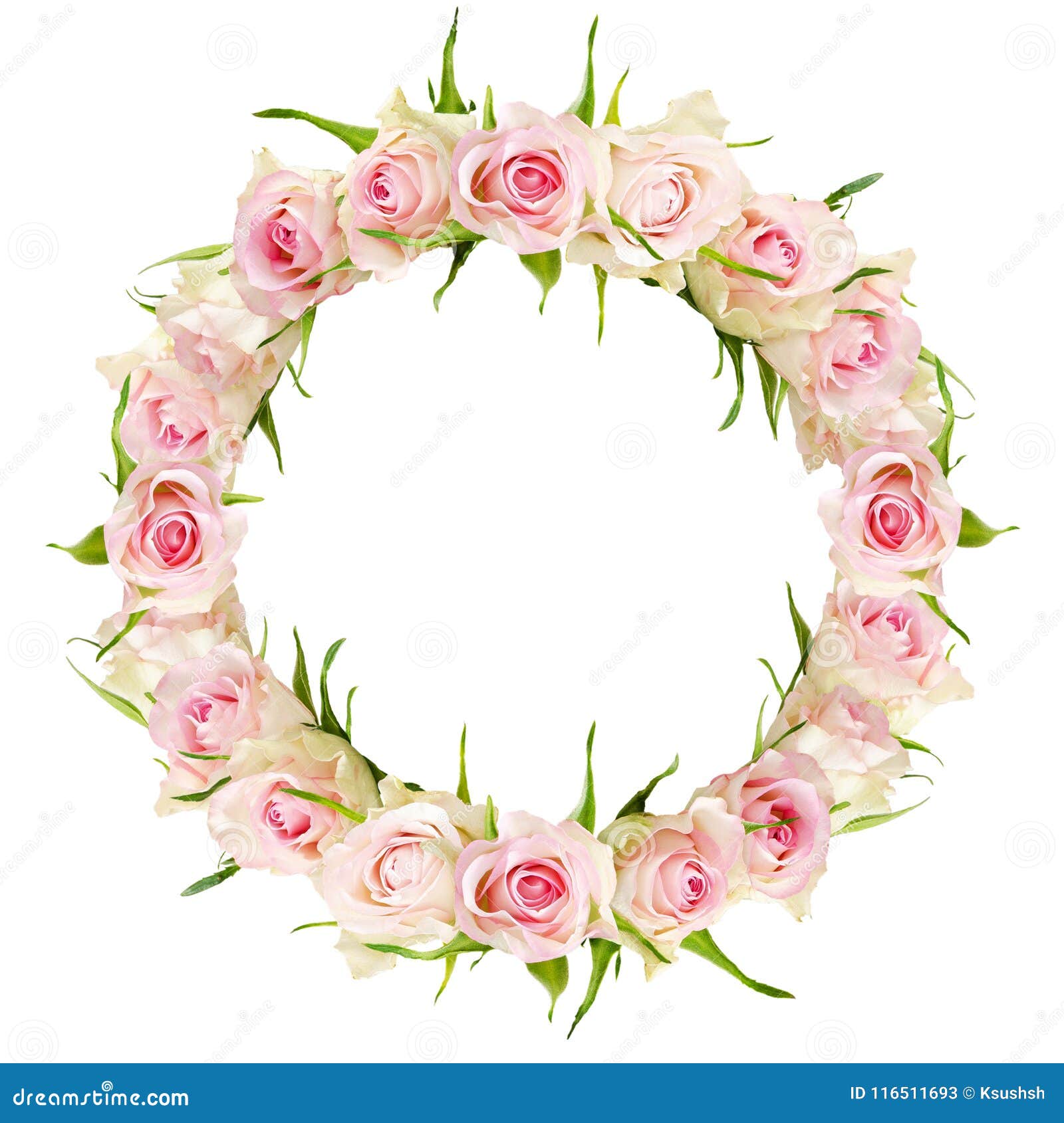 Beautiful White Rose Flowers in Round Frame Stock Image - Image of ...