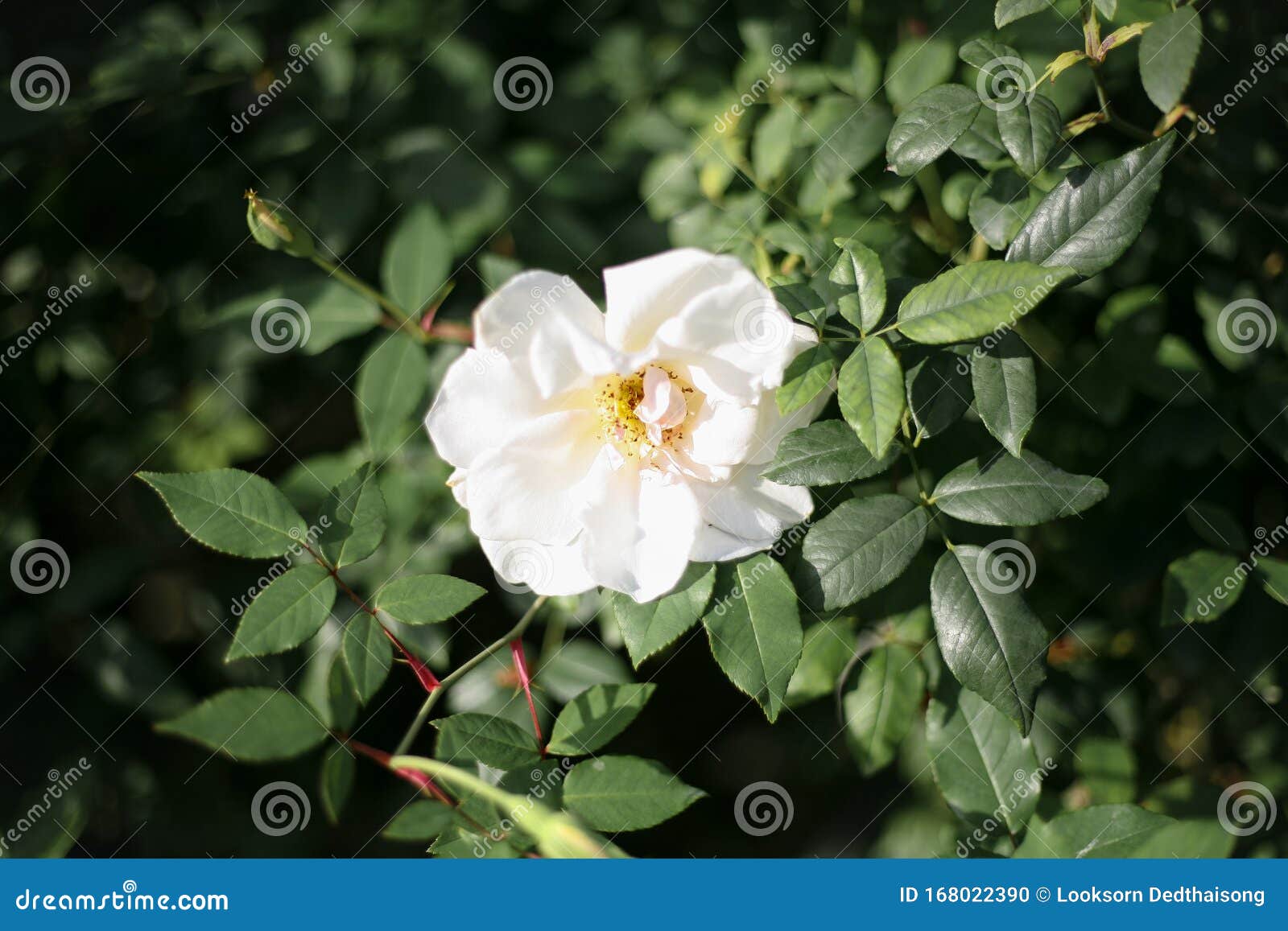 A Beautiful White Rose in the Garden Stock Photo - Image of floral ...