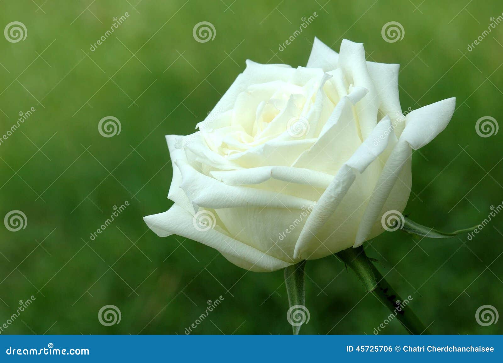 Beautiful White Rose in a Garden Stock Photo - Image of beautiful ...