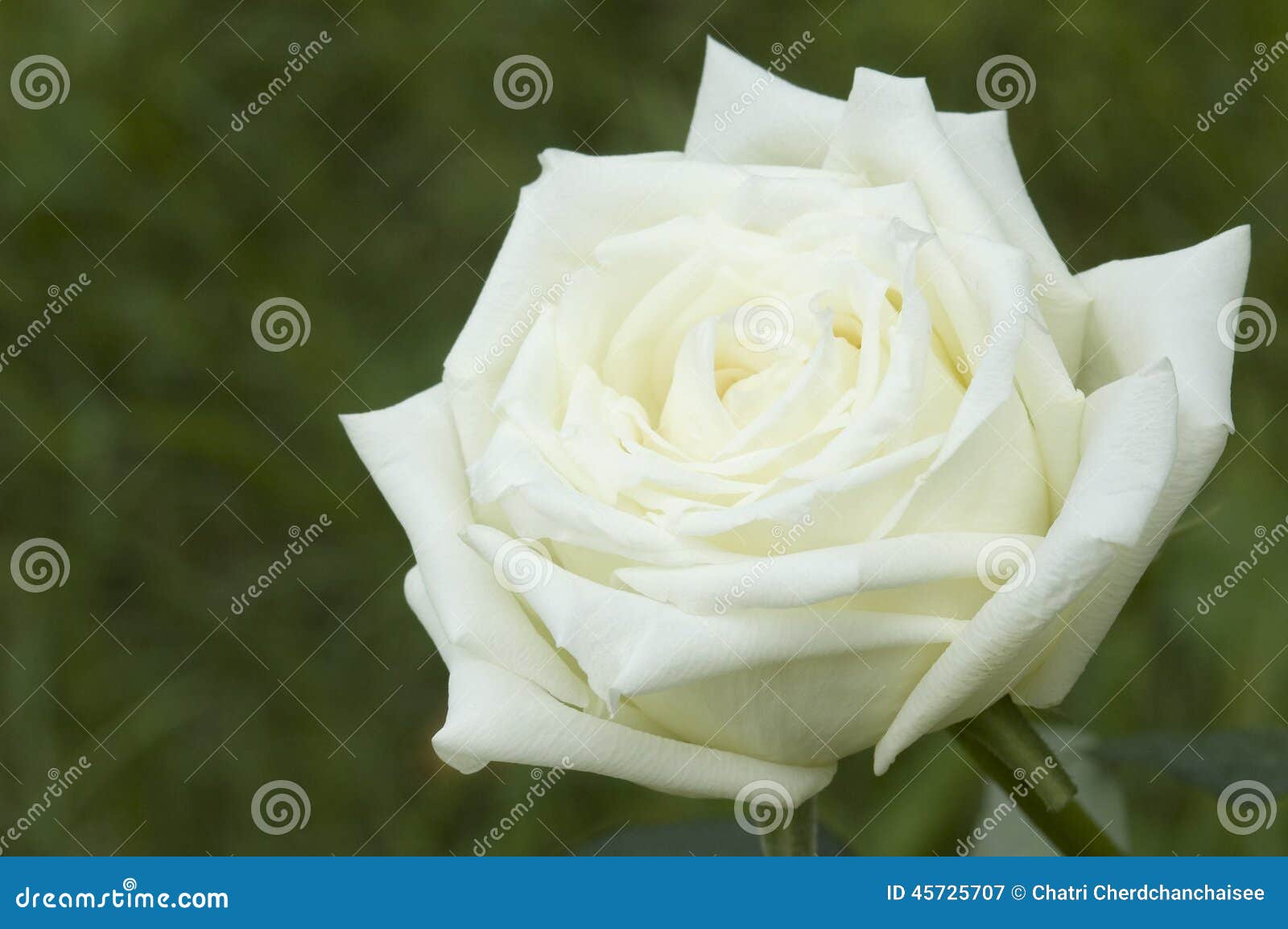 Beautiful White Rose in a Garden Stock Image - Image of flower, floral ...