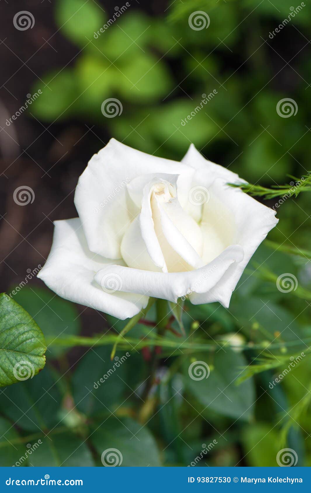 Beautiful White Rose in the Garden. Stock Photo - Image of leaves, love ...