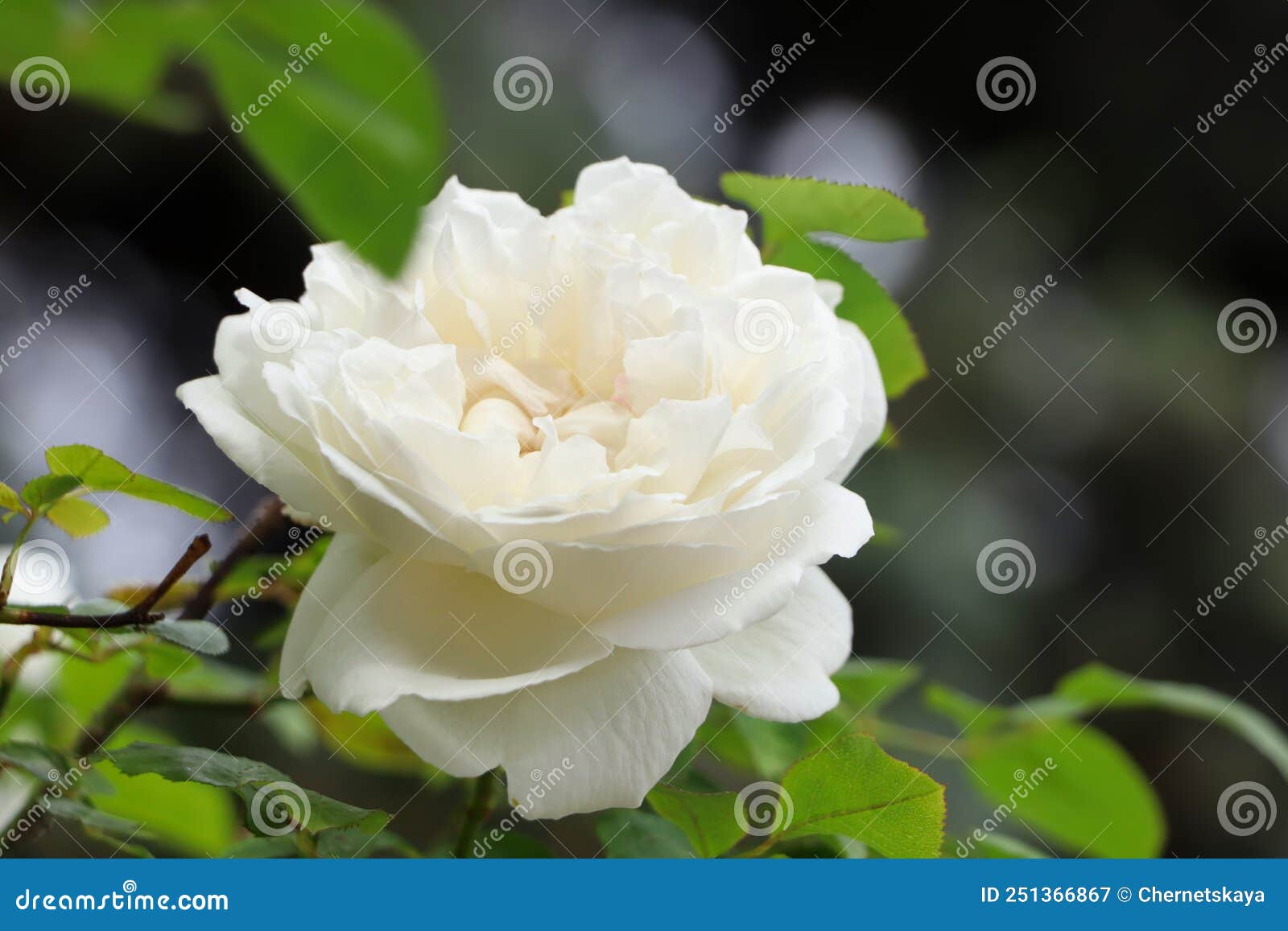 Beautiful White Rose Growing in Garden, Closeup Stock Image - Image of ...