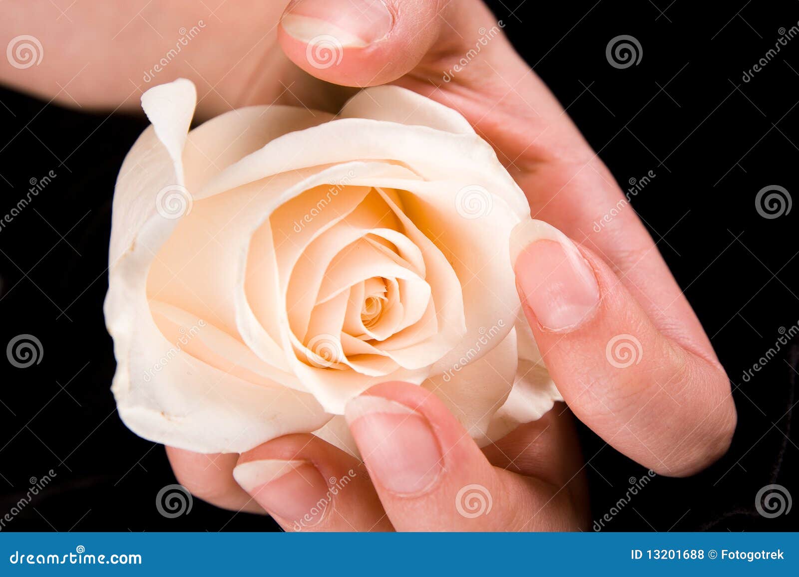 Beautiful White Rose and Hand Stock Photo - Image of plant, elegant ...