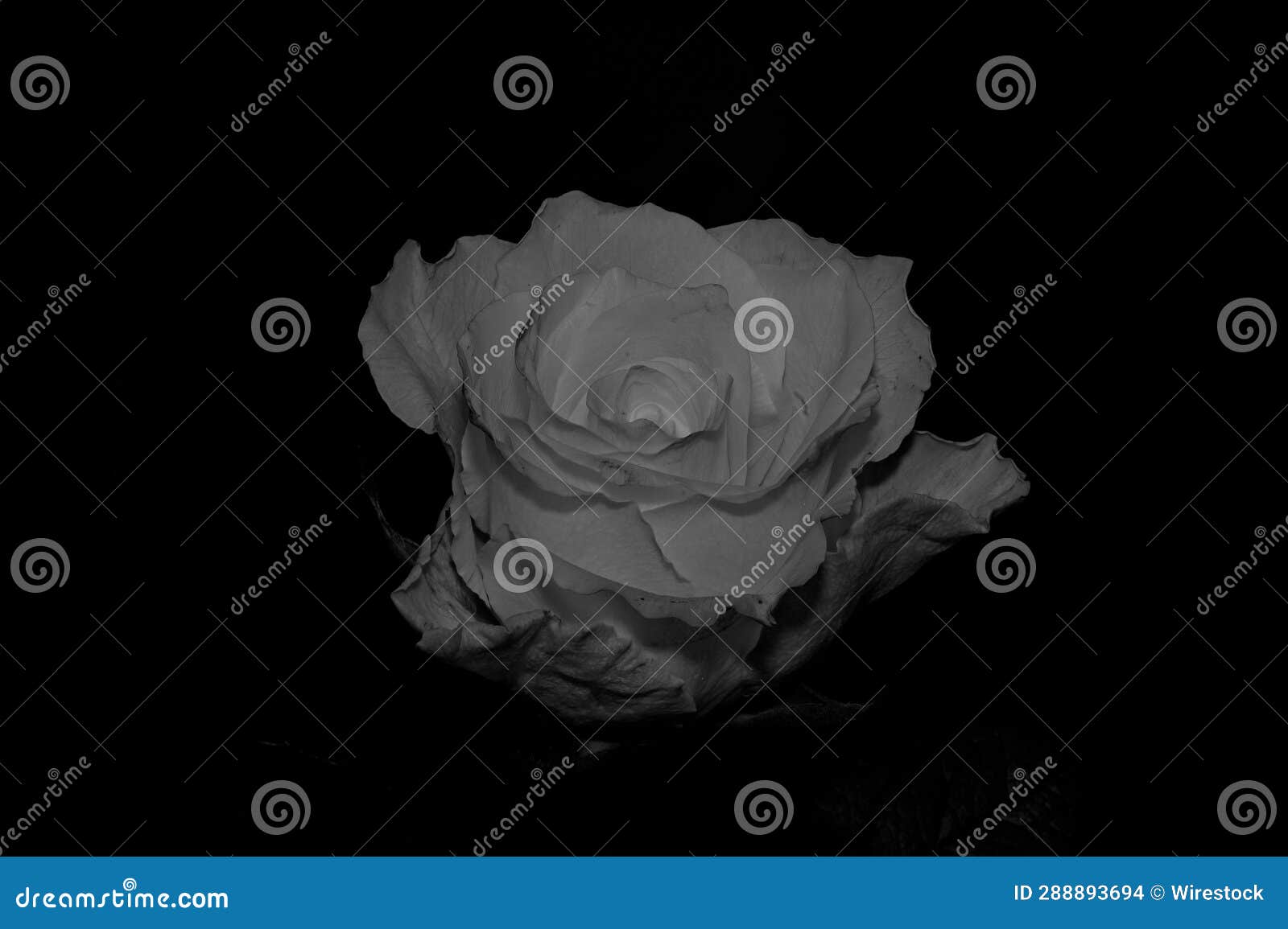 Beautiful White Rose Out Against a Black Background Stock Photo - Image ...