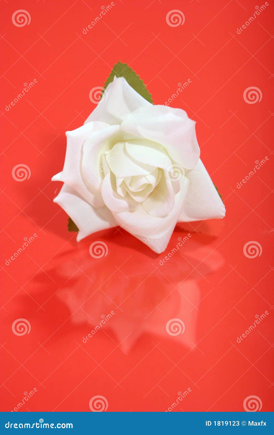 Beautiful White Rose on Red Stock Image - Image of romance, blooming ...