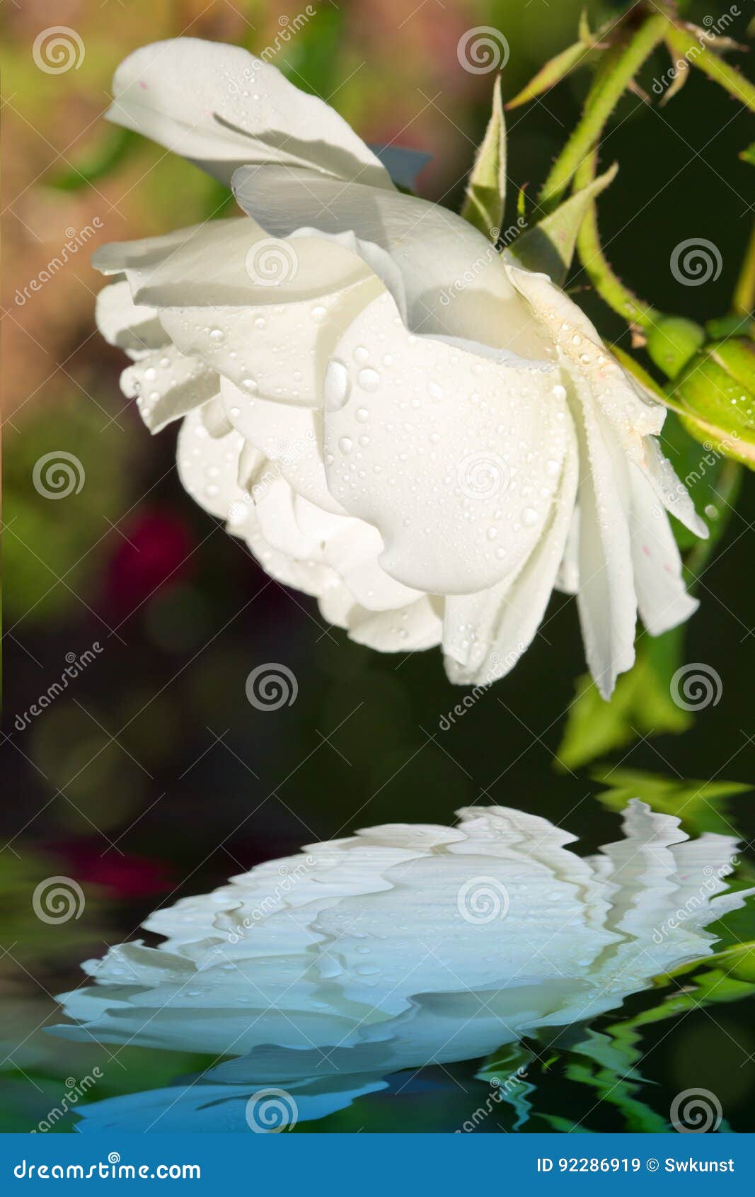 Beautiful White Rose with Water Reflection. Stock Image - Image of ...