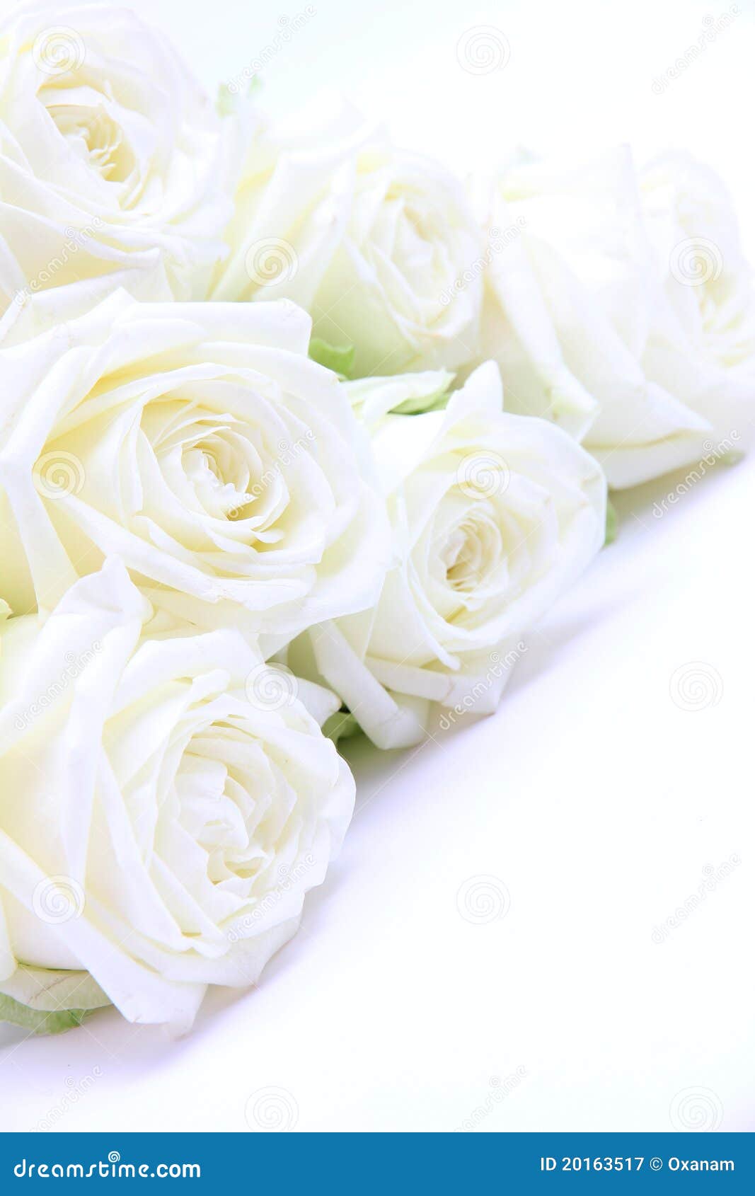 Beautiful white roses stock image. Image of plant, card - 20163517