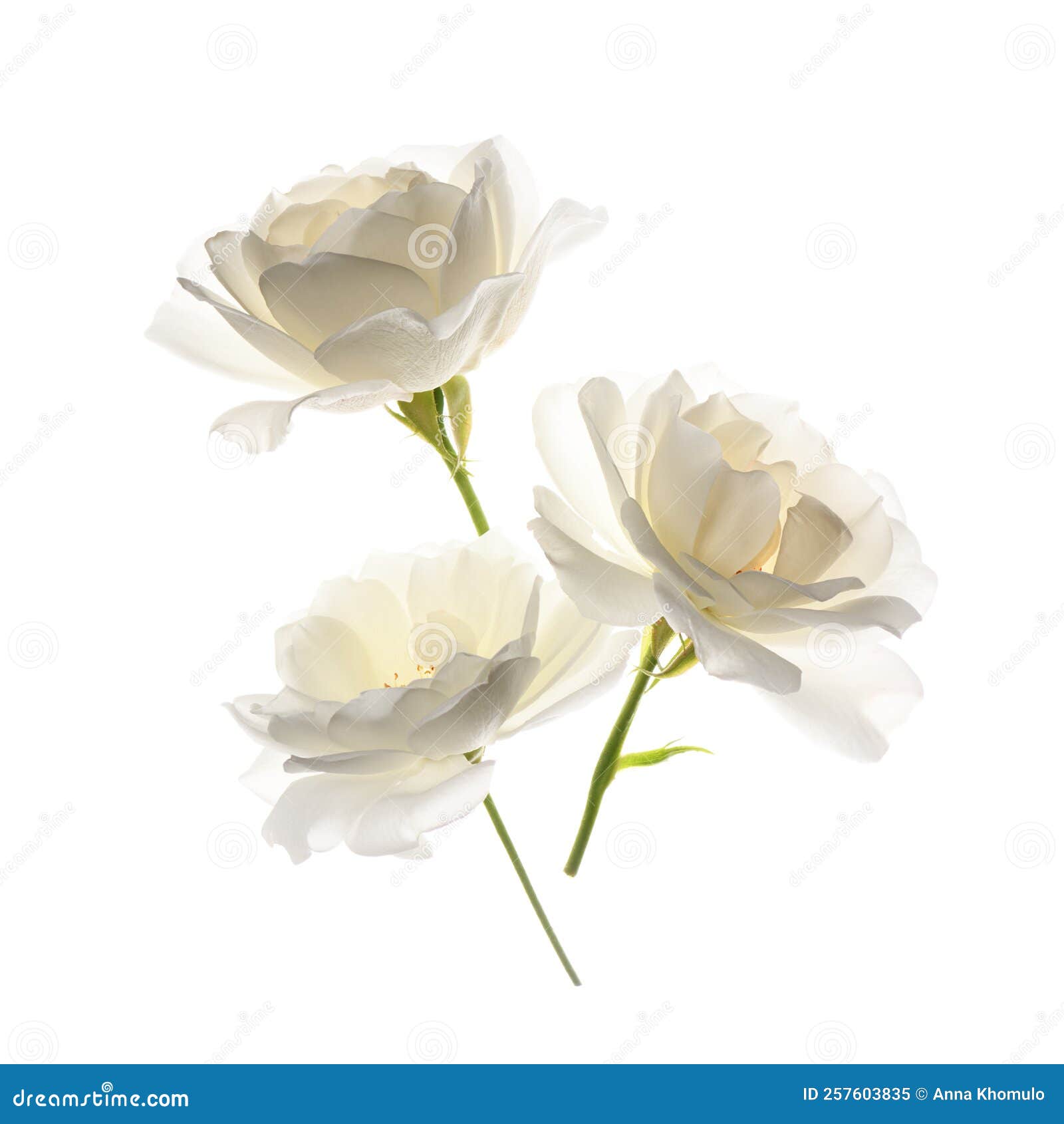 Beautiful white roses stock image. Image of bouquet - 257603835
