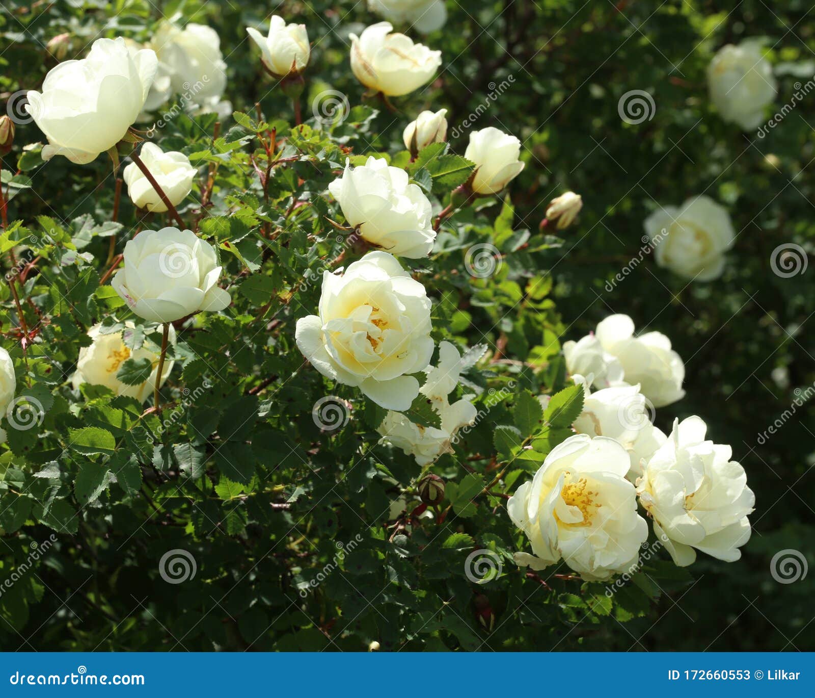 Beautiful White Roses Bush.Natural White Roses Background Stock Image ...