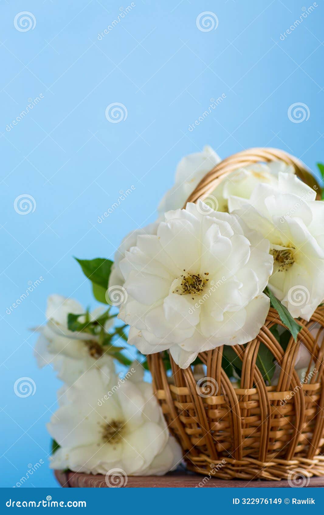 Beautiful White Roses in a Basket on a Blue Background Stock Image ...