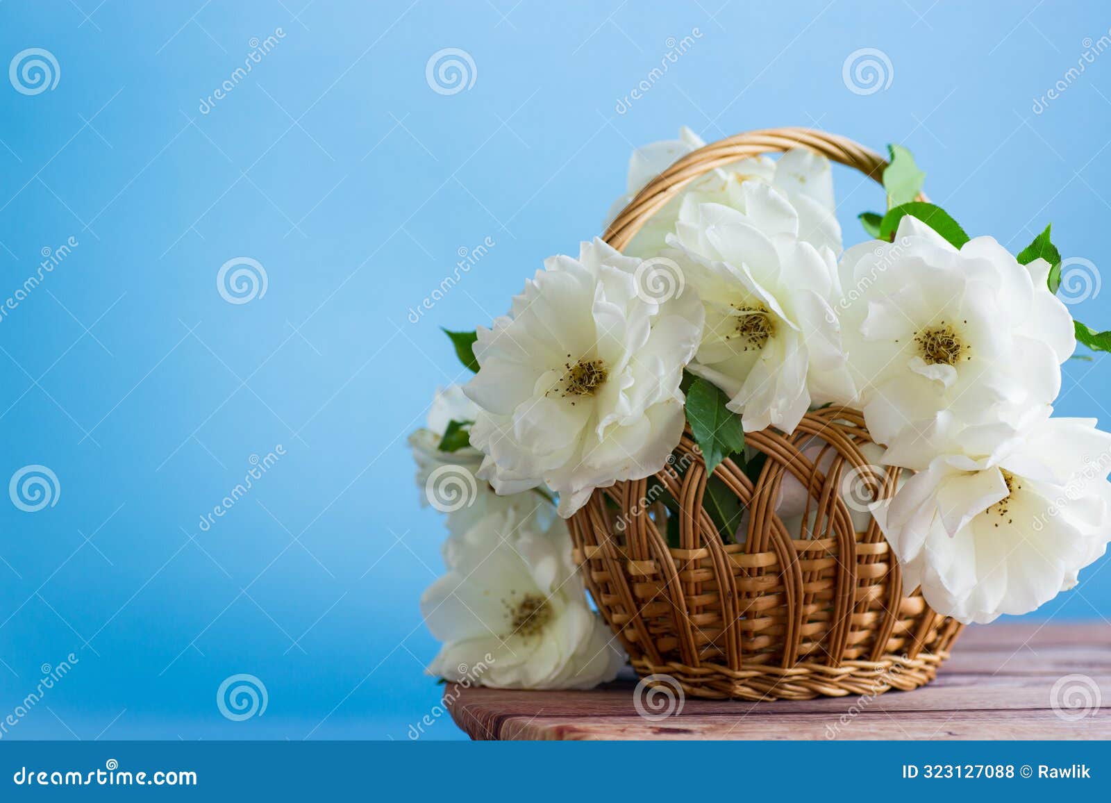 Beautiful White Roses in a Basket on a Blue Background Stock Photo ...