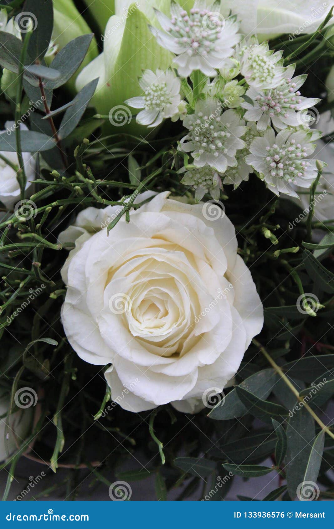 Beautiful white roses stock photo. Image of flower, petal - 133936576
