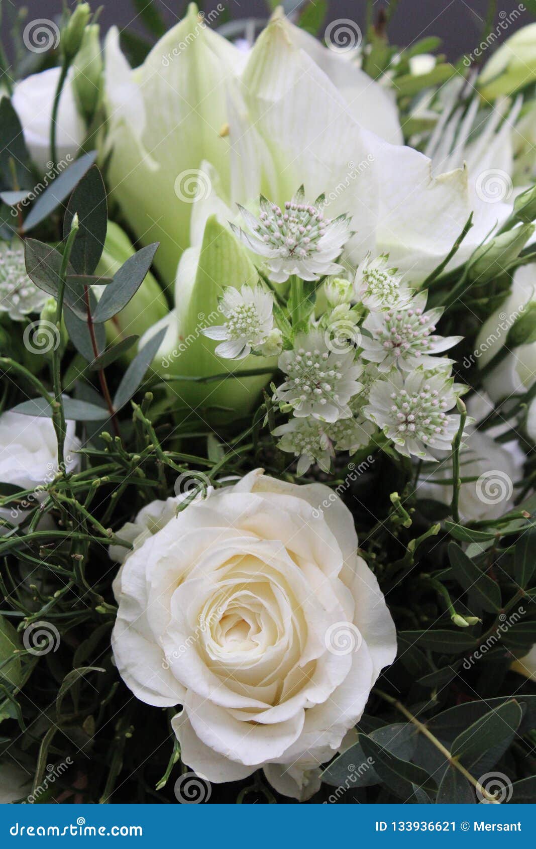 Beautiful white roses stock image. Image of petal, white - 133936621