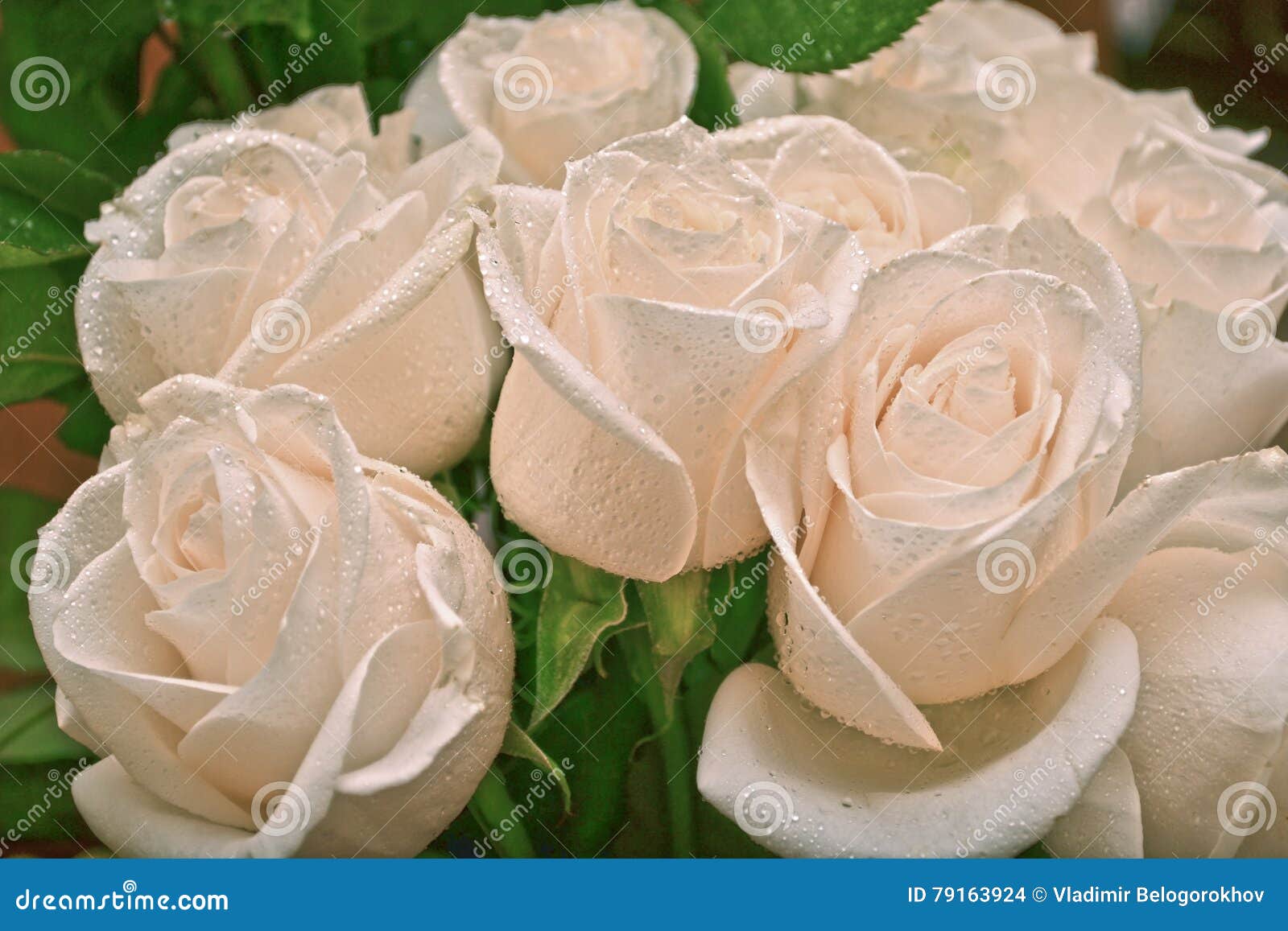 Beautiful white roses stock photo. Image of market, love - 79163924