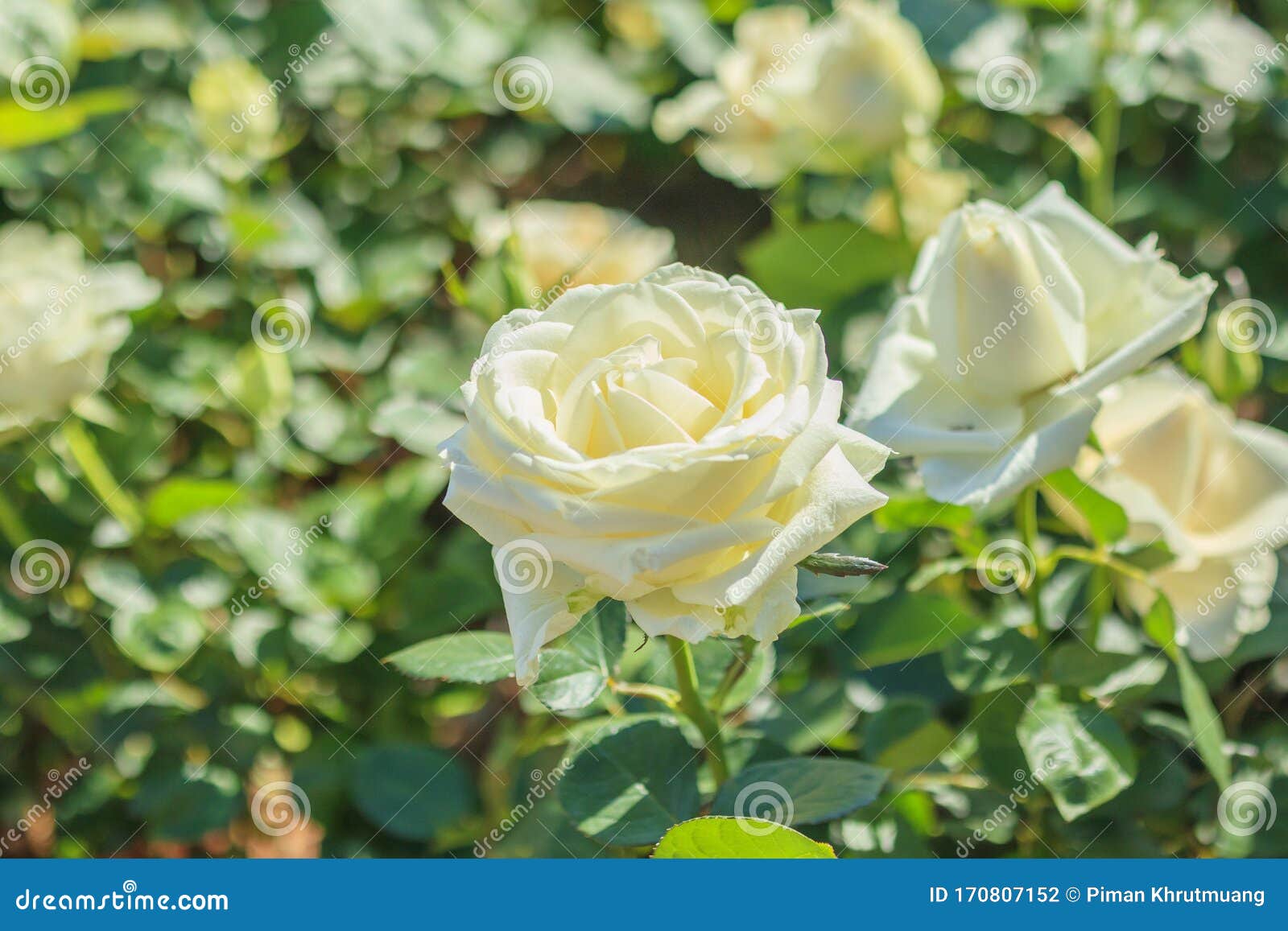 Beautiful White Roses Flower in the Garden Stock Photo - Image of ...