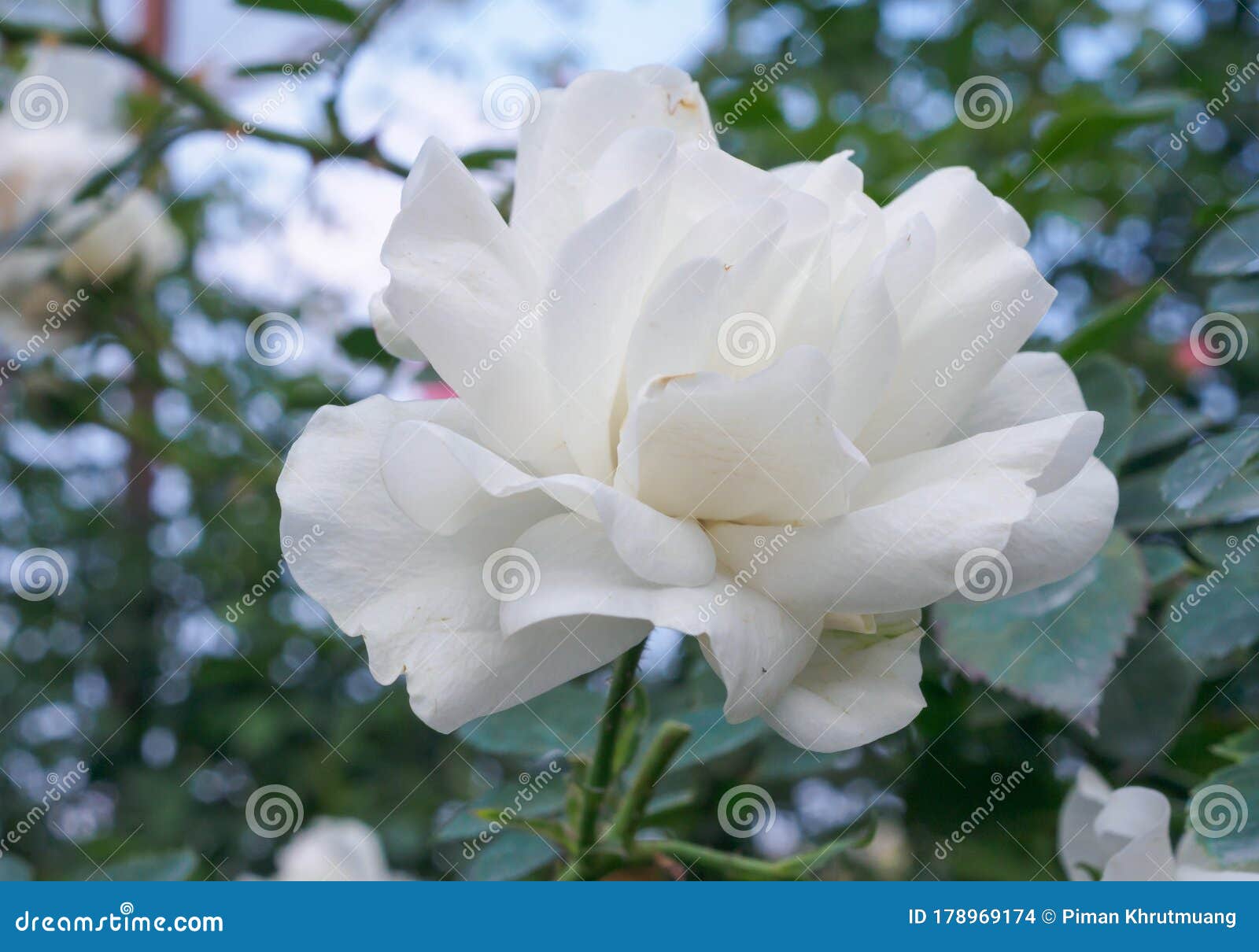 Beautiful White Roses Flower in the Garden Stock Photo - Image of ...