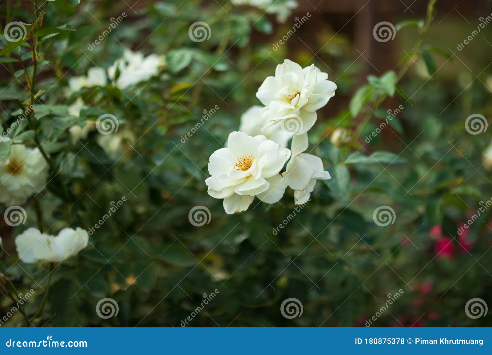 Beautiful White Roses Flower in the Garden Stock Photo - Image of flora ...